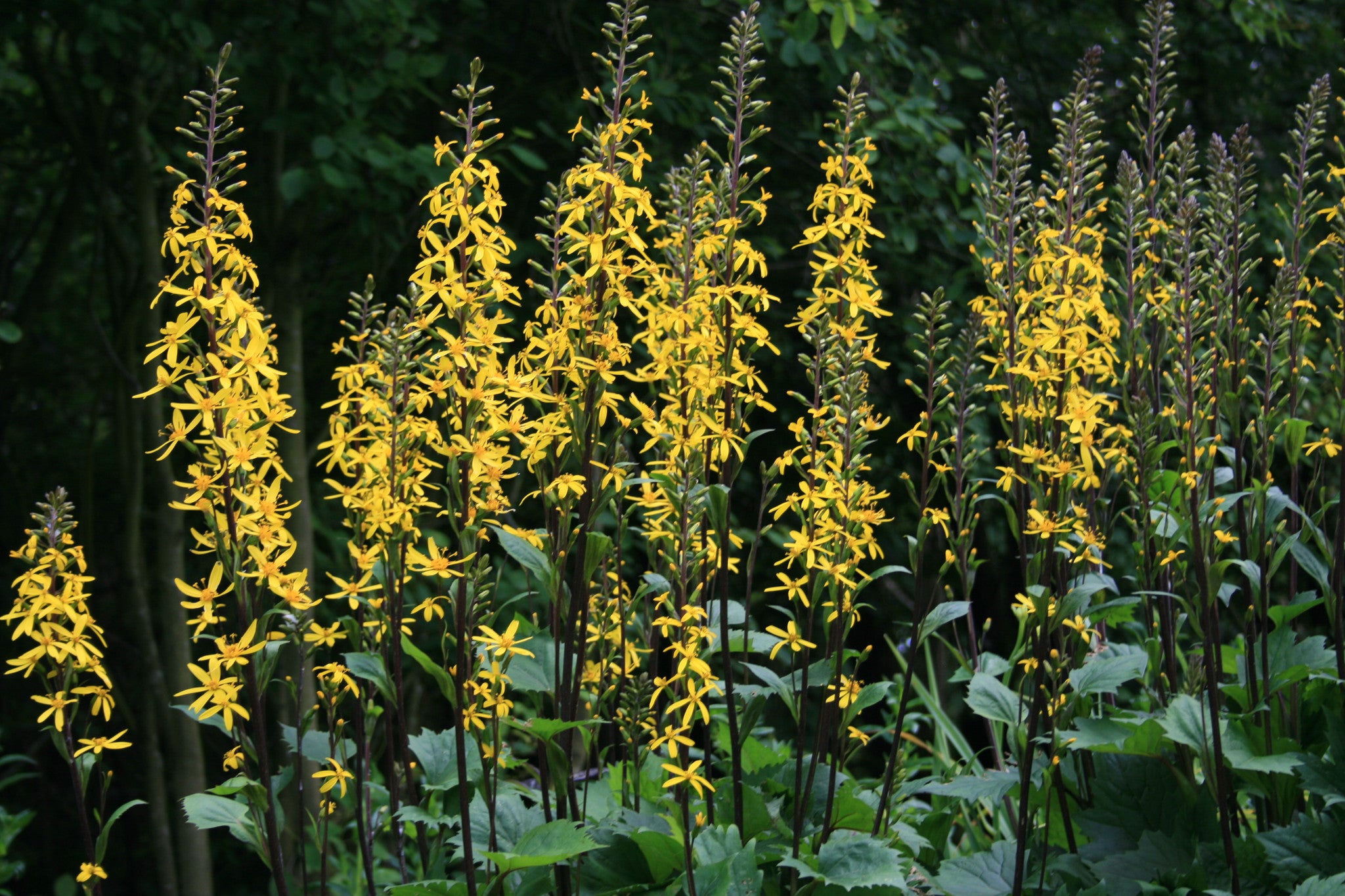 Ligularia 'Little Rocket' – Ballyrobert Gardens