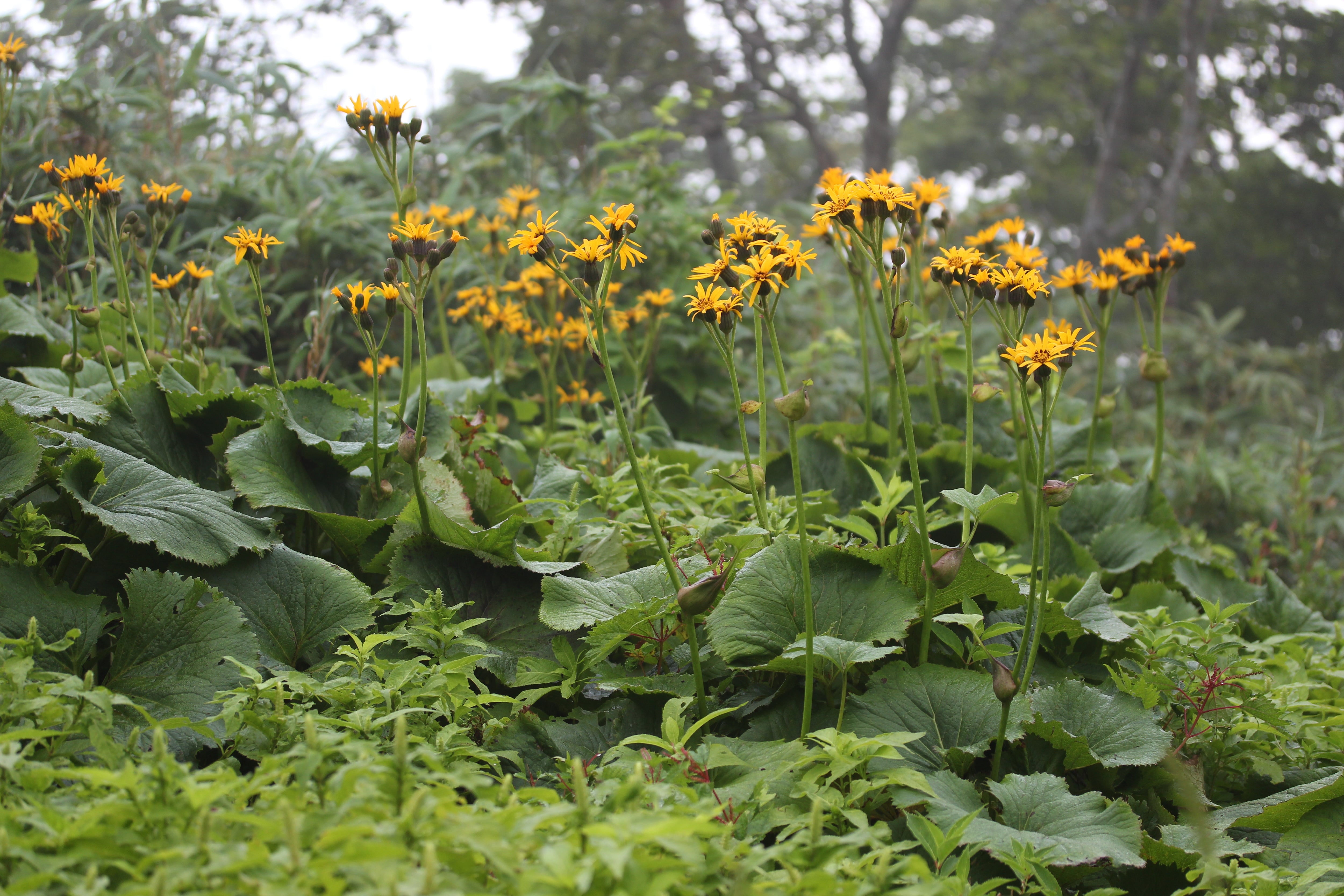 Ligularia dentata – Ballyrobert Gardens
