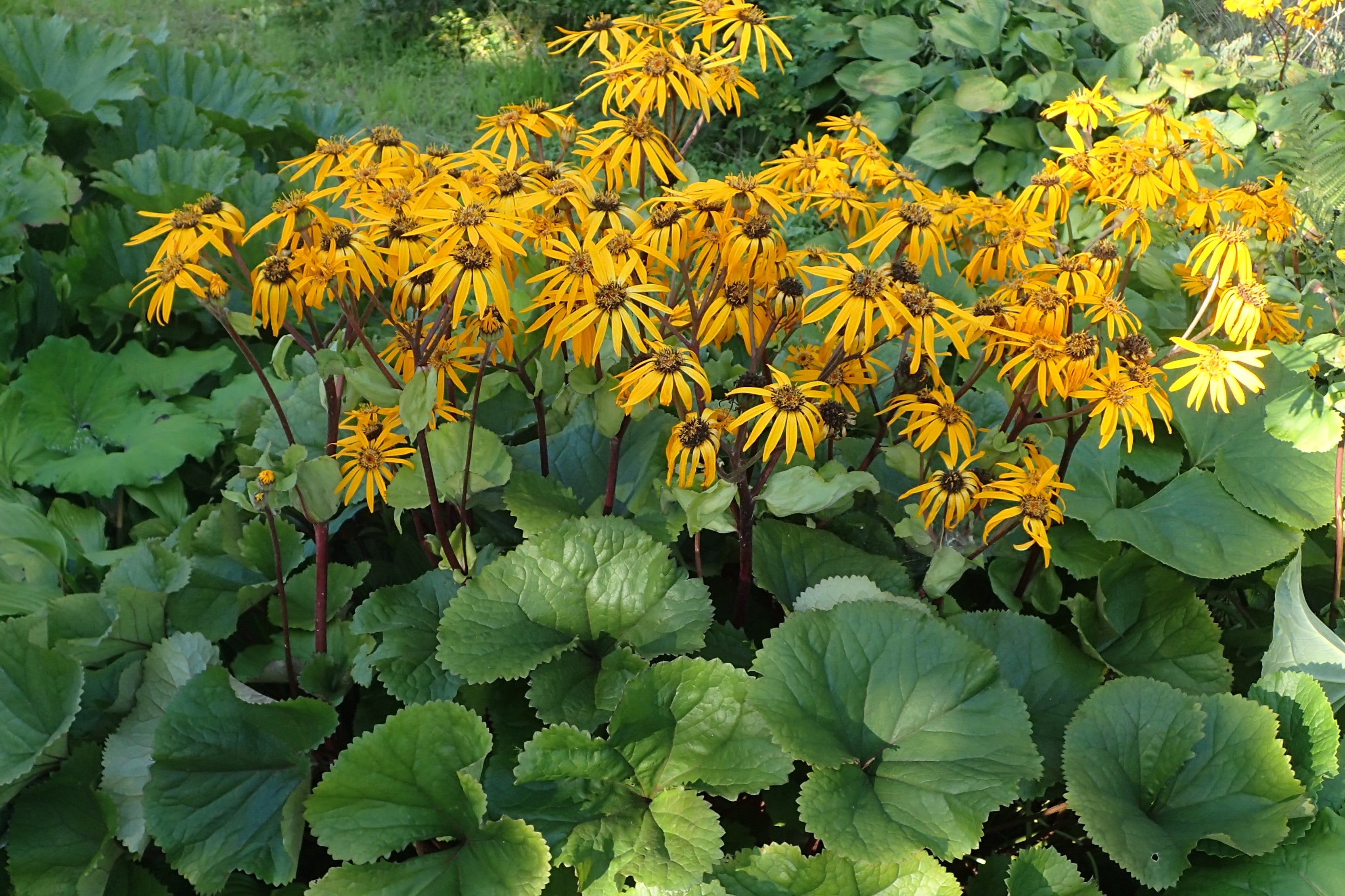 Ligularia dentata – Ballyrobert Gardens