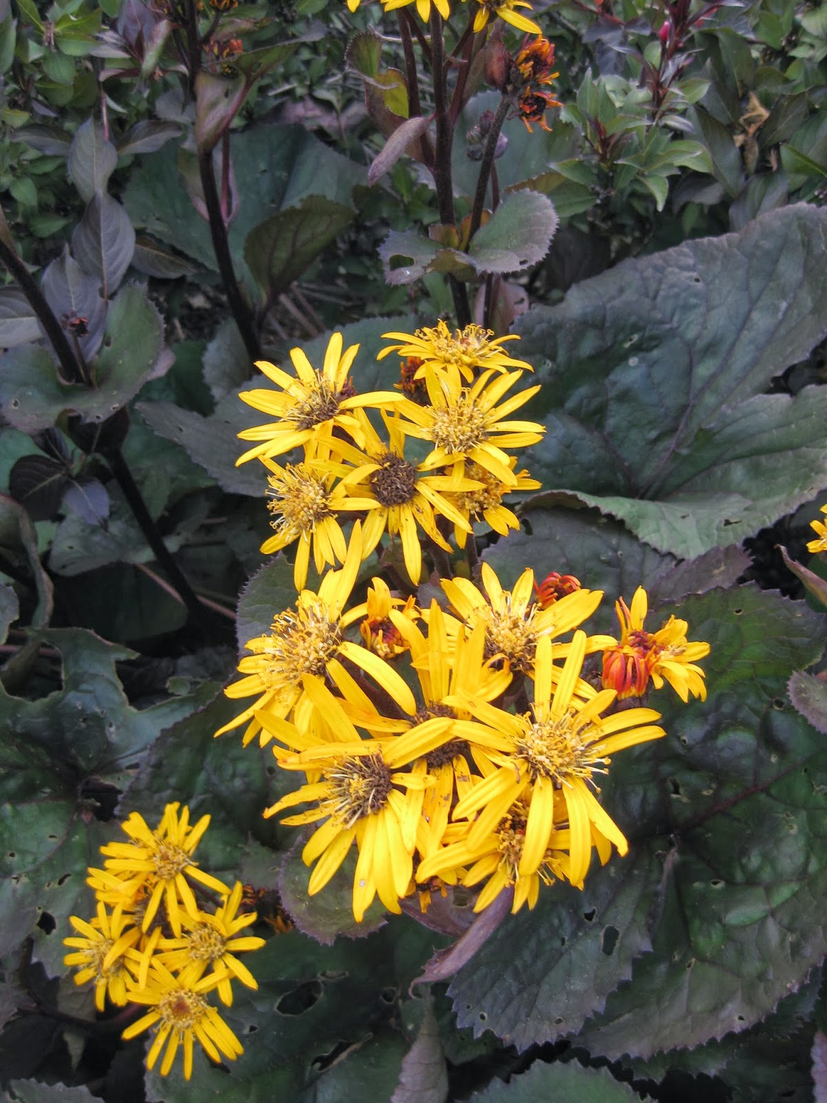 Ligularia dentata 'Desdemona' – Ballyrobert Gardens