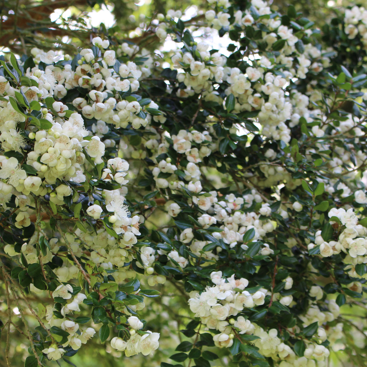 Luma apiculata – Ballyrobert Gardens