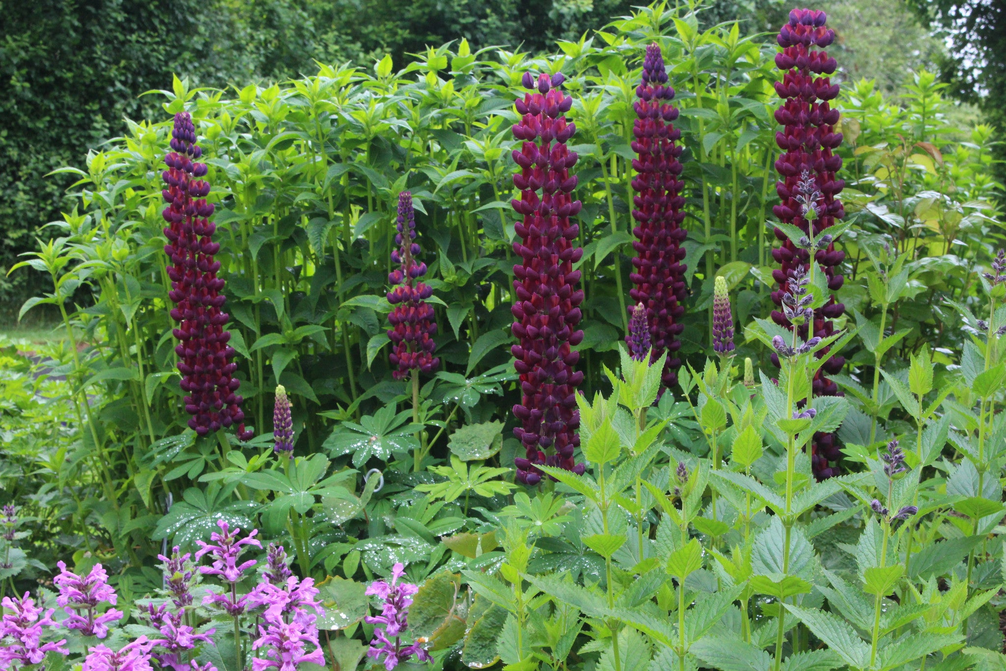 Lupinus 'Masterpiece' – Ballyrobert Gardens