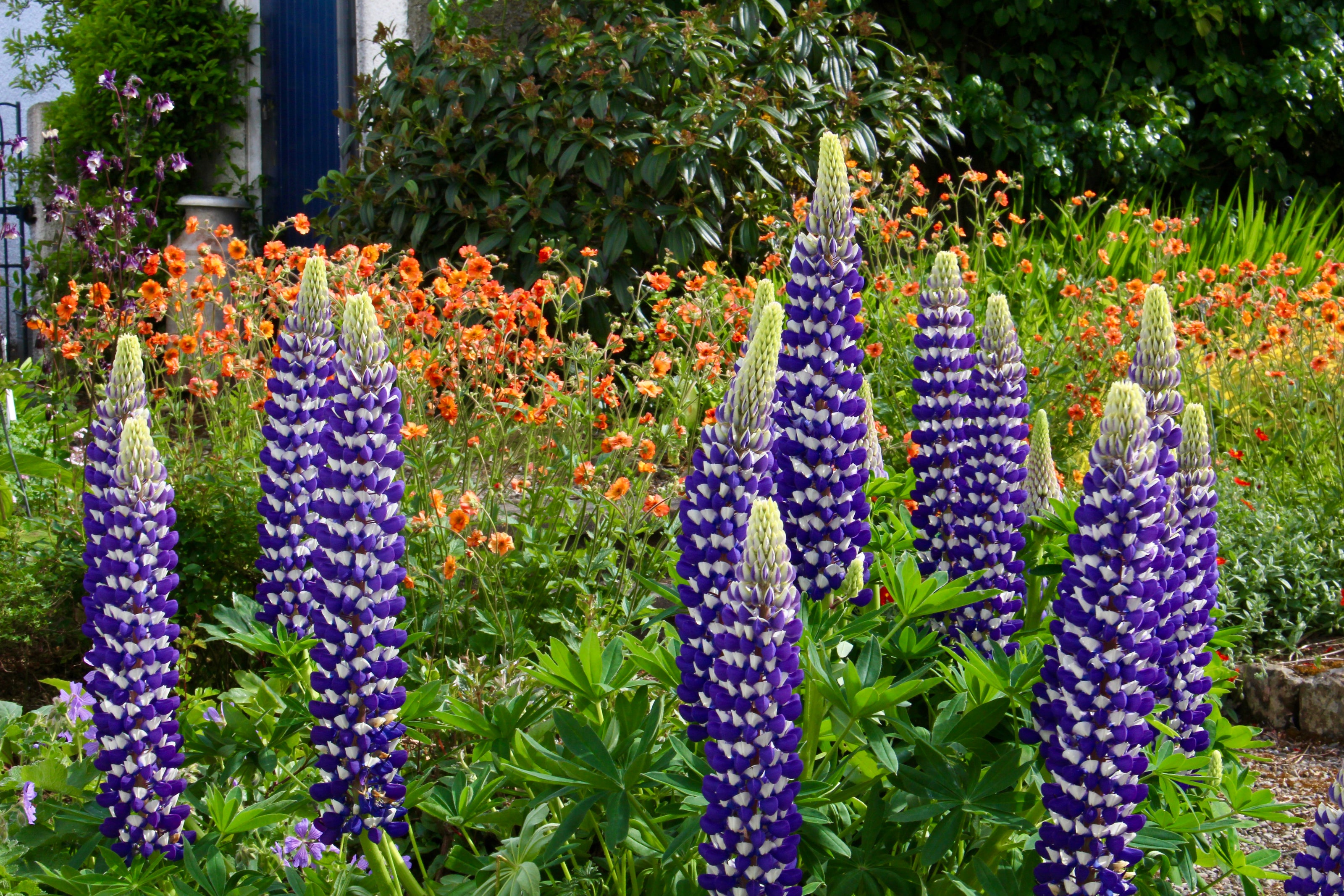 Lupinus 'Persian Slipper' – Ballyrobert Gardens