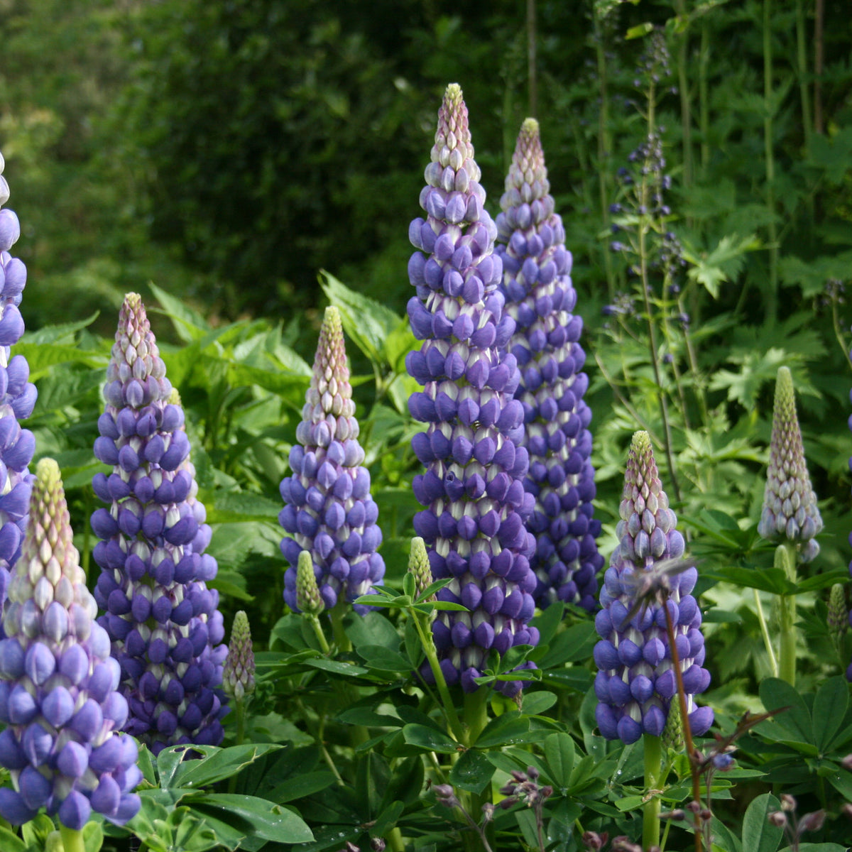 Lupinus 'Persian Slipper' – Ballyrobert Gardens