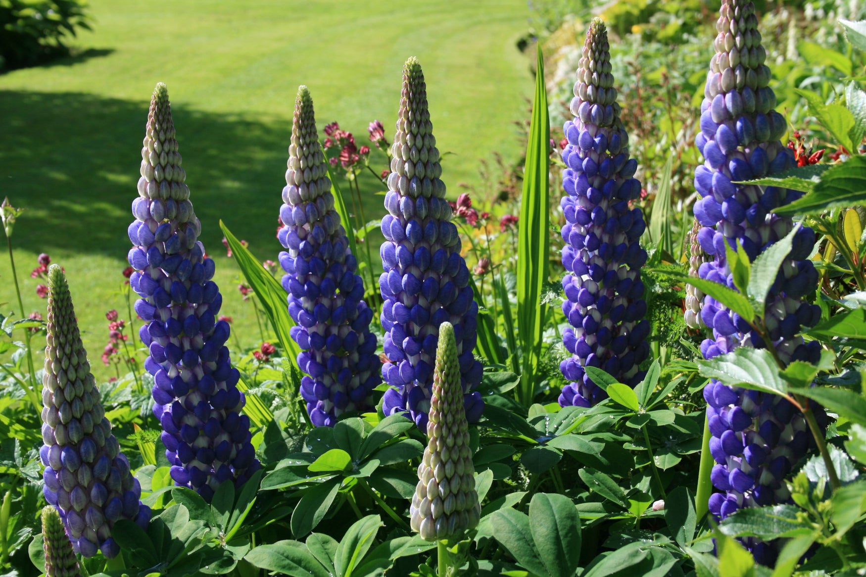 Lupinus 'Persian Slipper' – Ballyrobert Gardens