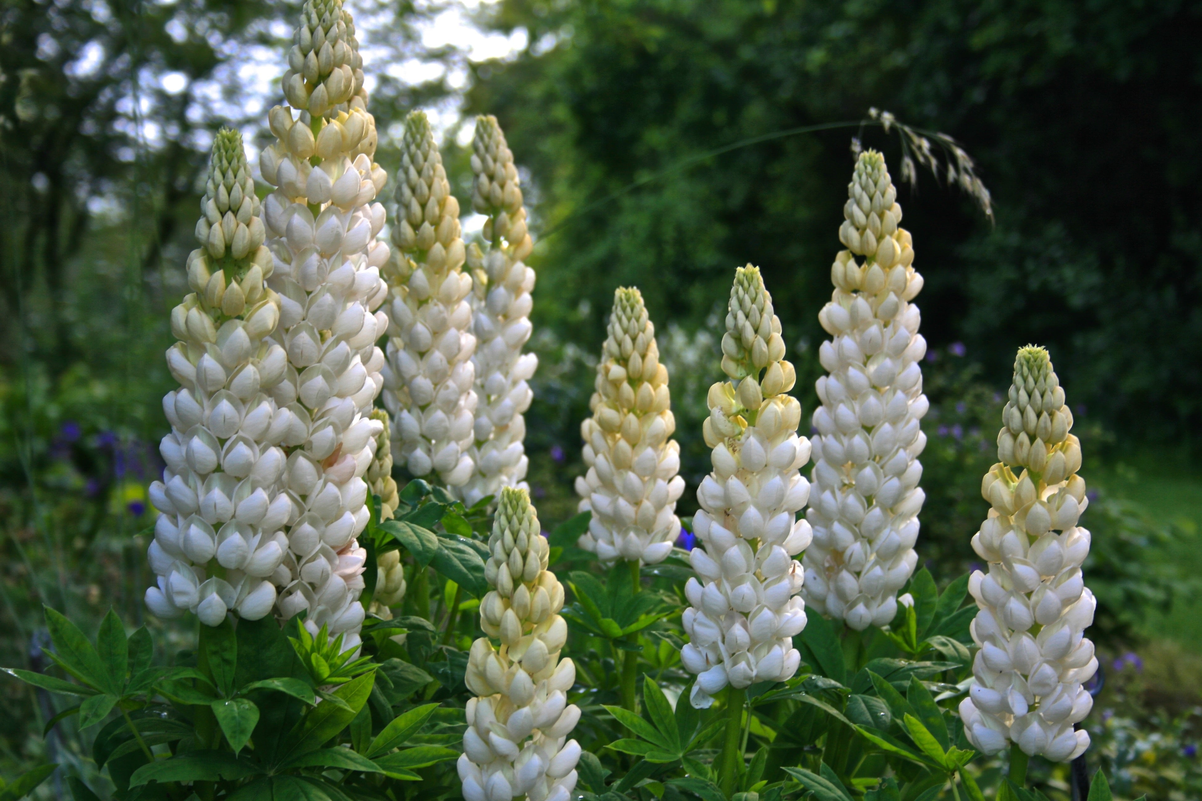 Lupinus 'Polar Princess' – Ballyrobert Gardens