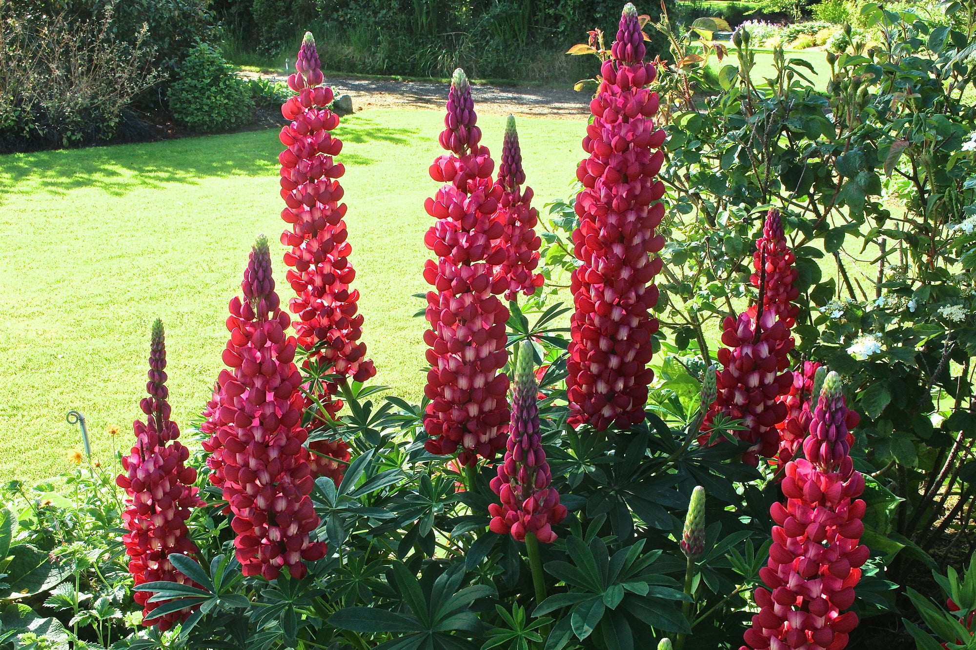 Lupinus 'Red Rum' – Ballyrobert Gardens