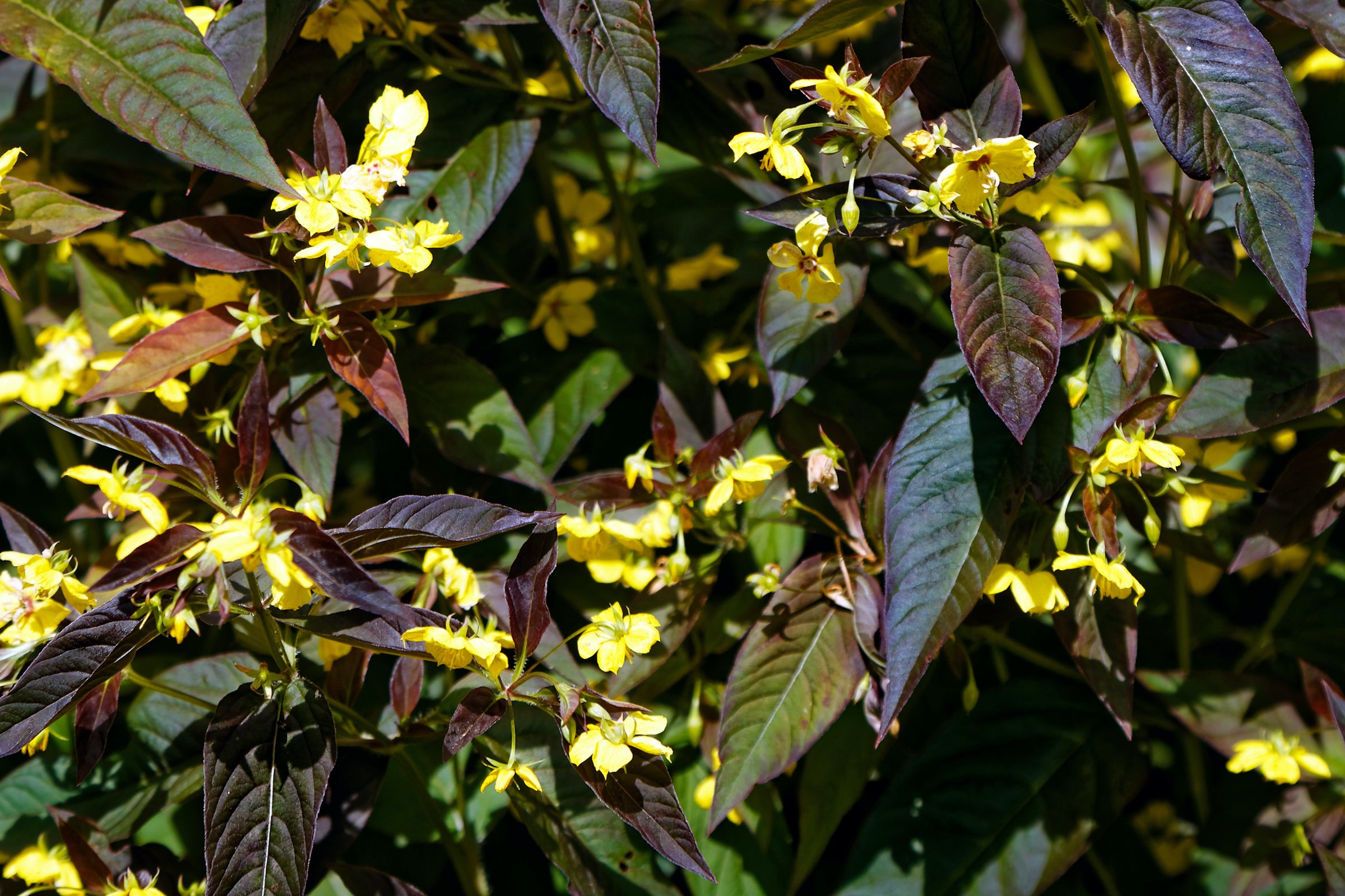 Lysimachia ciliata 'Firecracker' – Ballyrobert Gardens