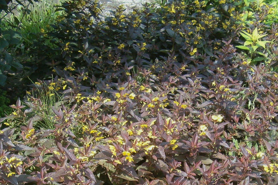Lysimachia ciliata 'Firecracker' – Ballyrobert Gardens