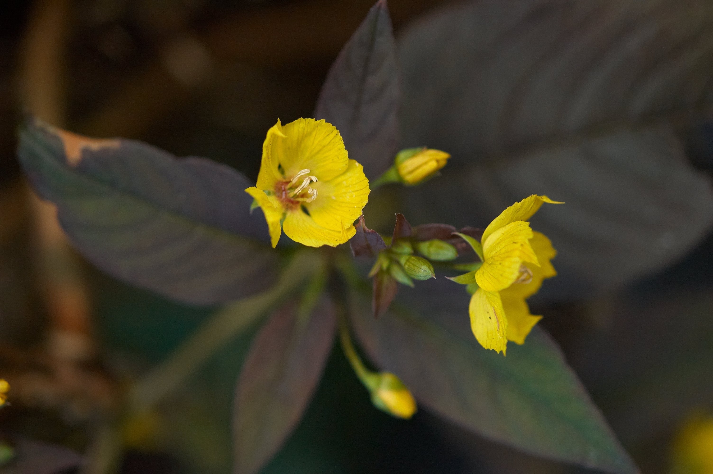 Lysimachia ciliata 'Firecracker' – Ballyrobert Gardens
