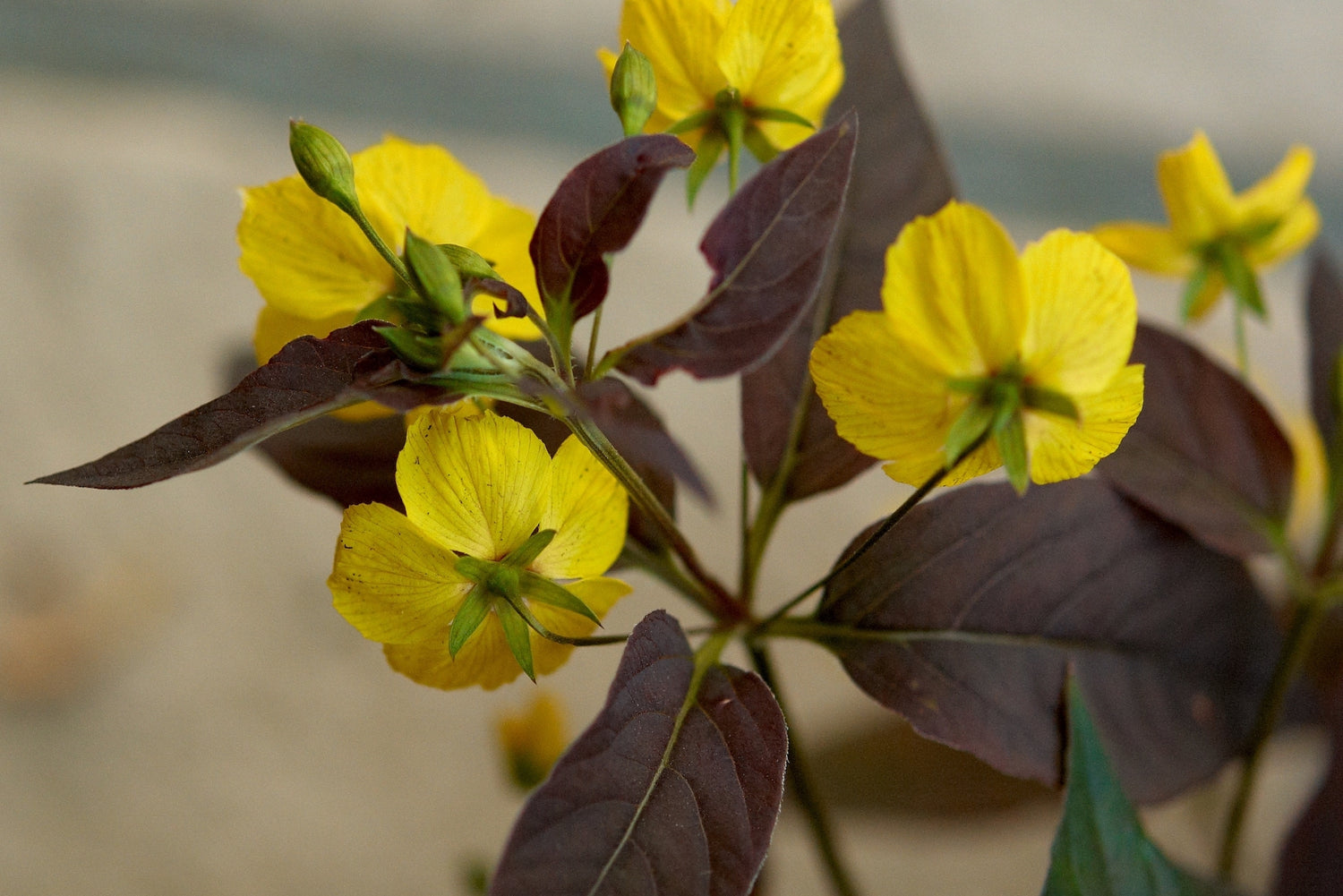 Lysimachia ciliata 'Firecracker' – Ballyrobert Gardens