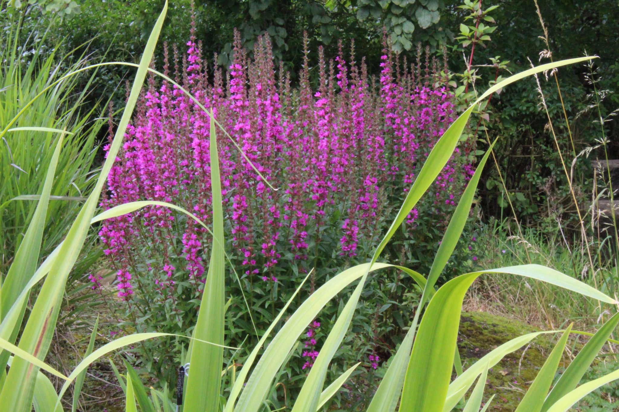 Lythrum salicaria 'Robin' – Ballyrobert Gardens