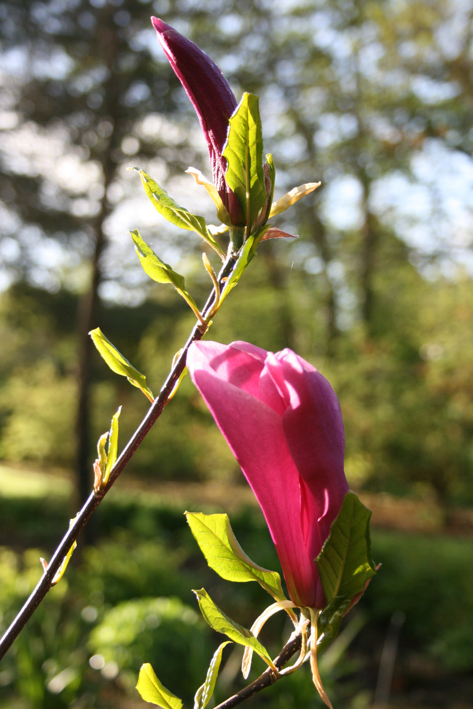 Magnolia 'Susan' – Ballyrobert Gardens