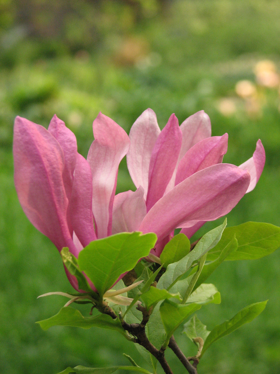 Magnolia 'Susan' – Ballyrobert Gardens