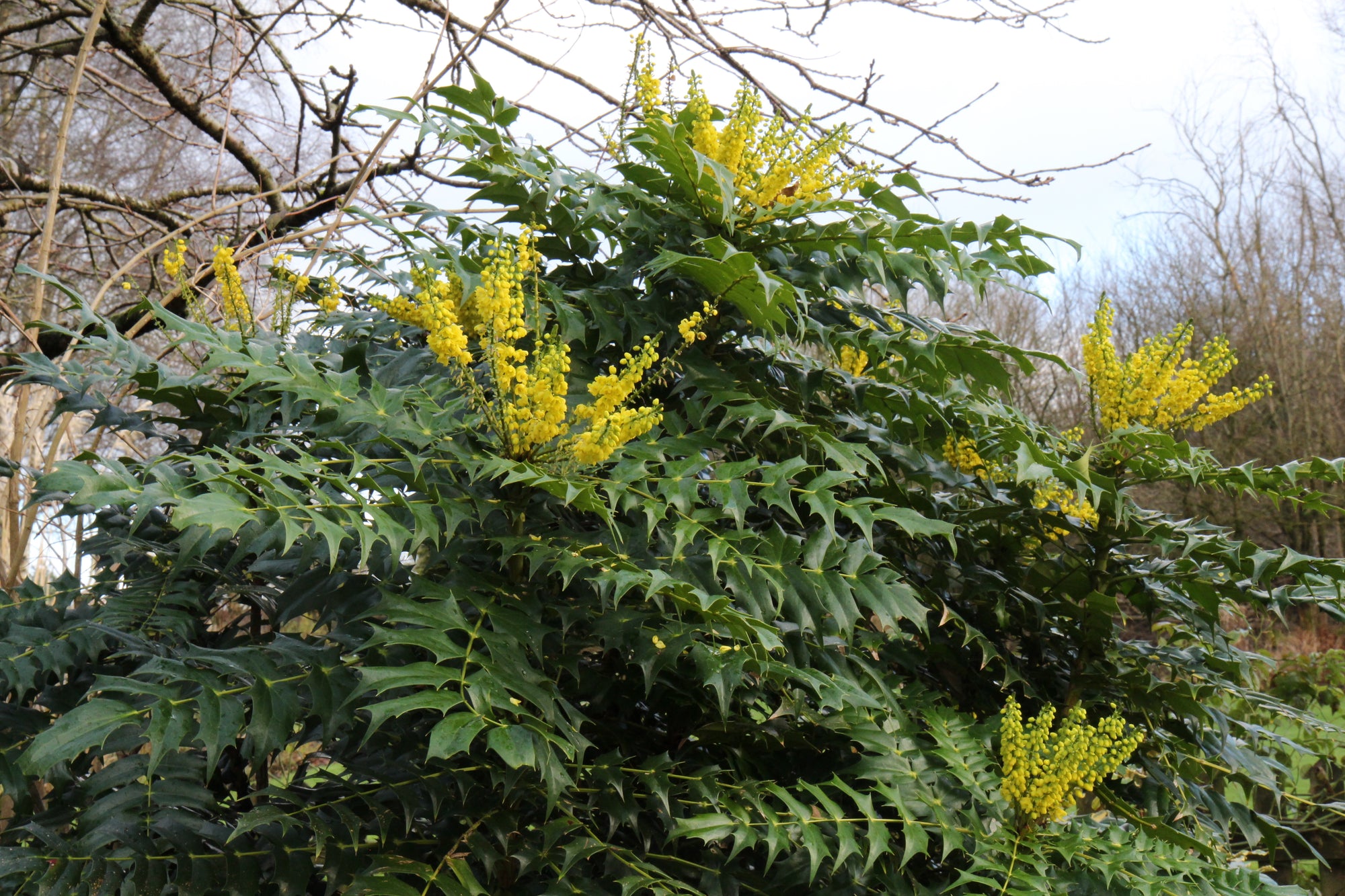 Mahonia x media 'Charity' – Ballyrobert Gardens