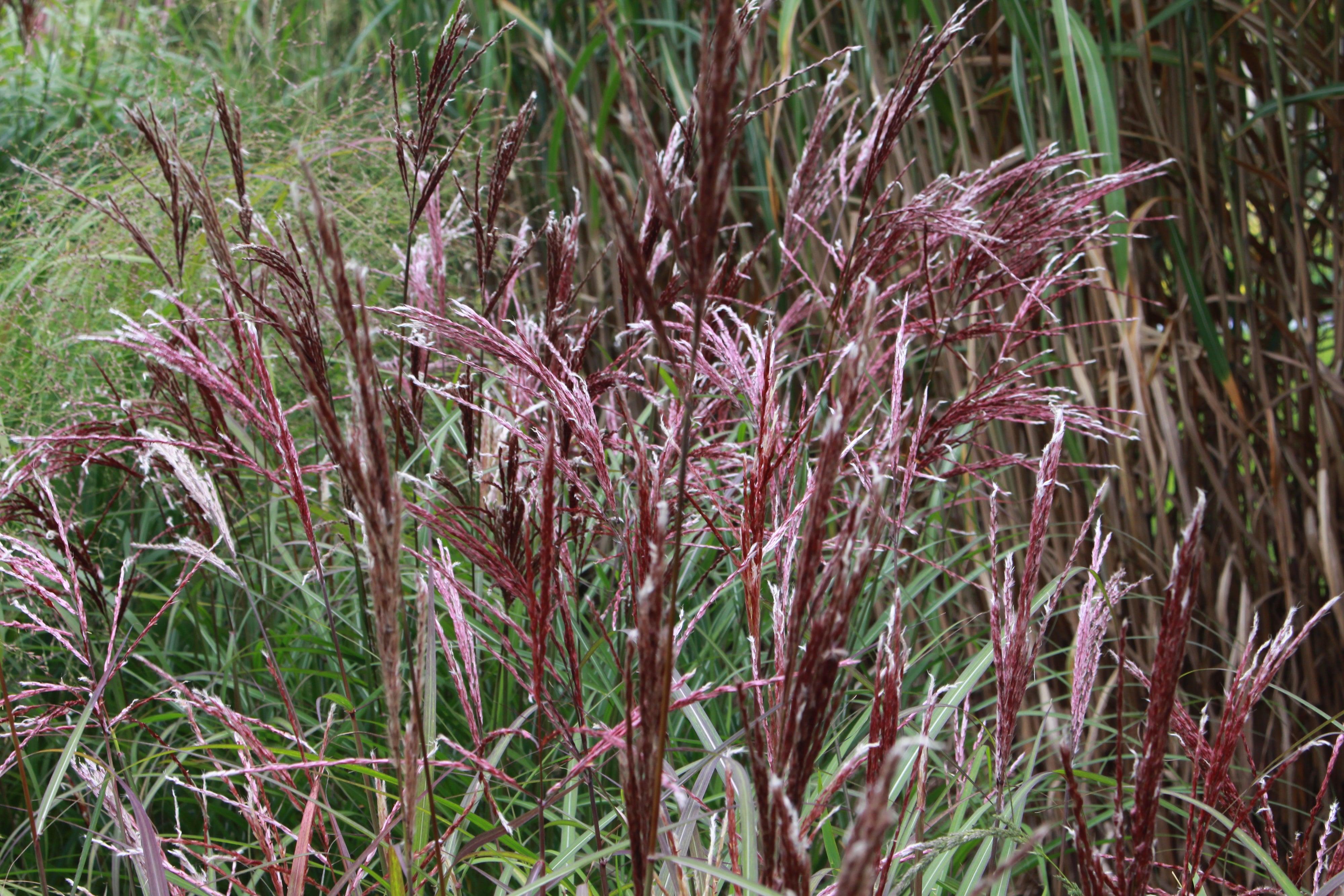 Miscanthus sinensis 'China' – Ballyrobert Gardens