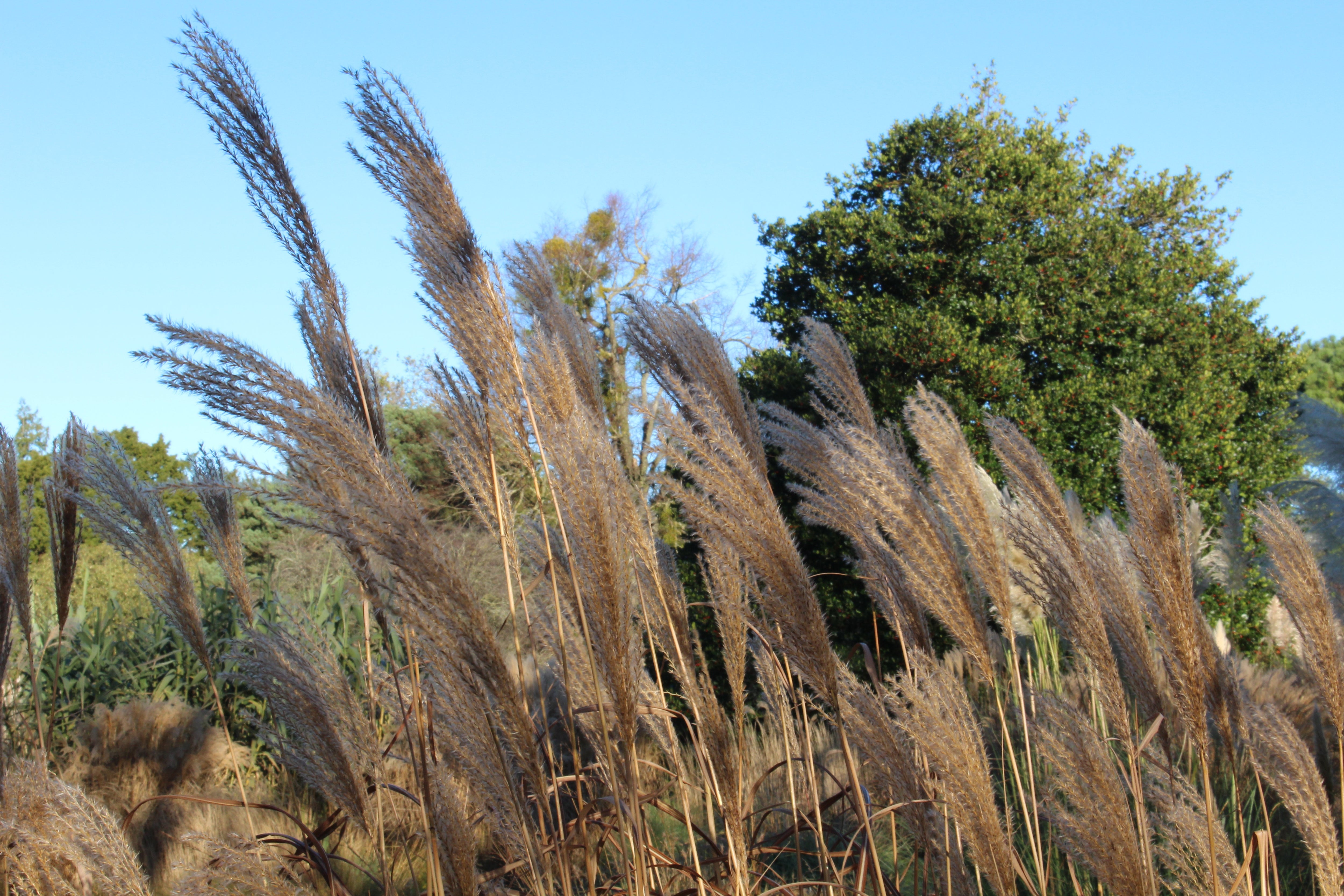 Miscanthus sinensis 'Goliath' – Ballyrobert Gardens
