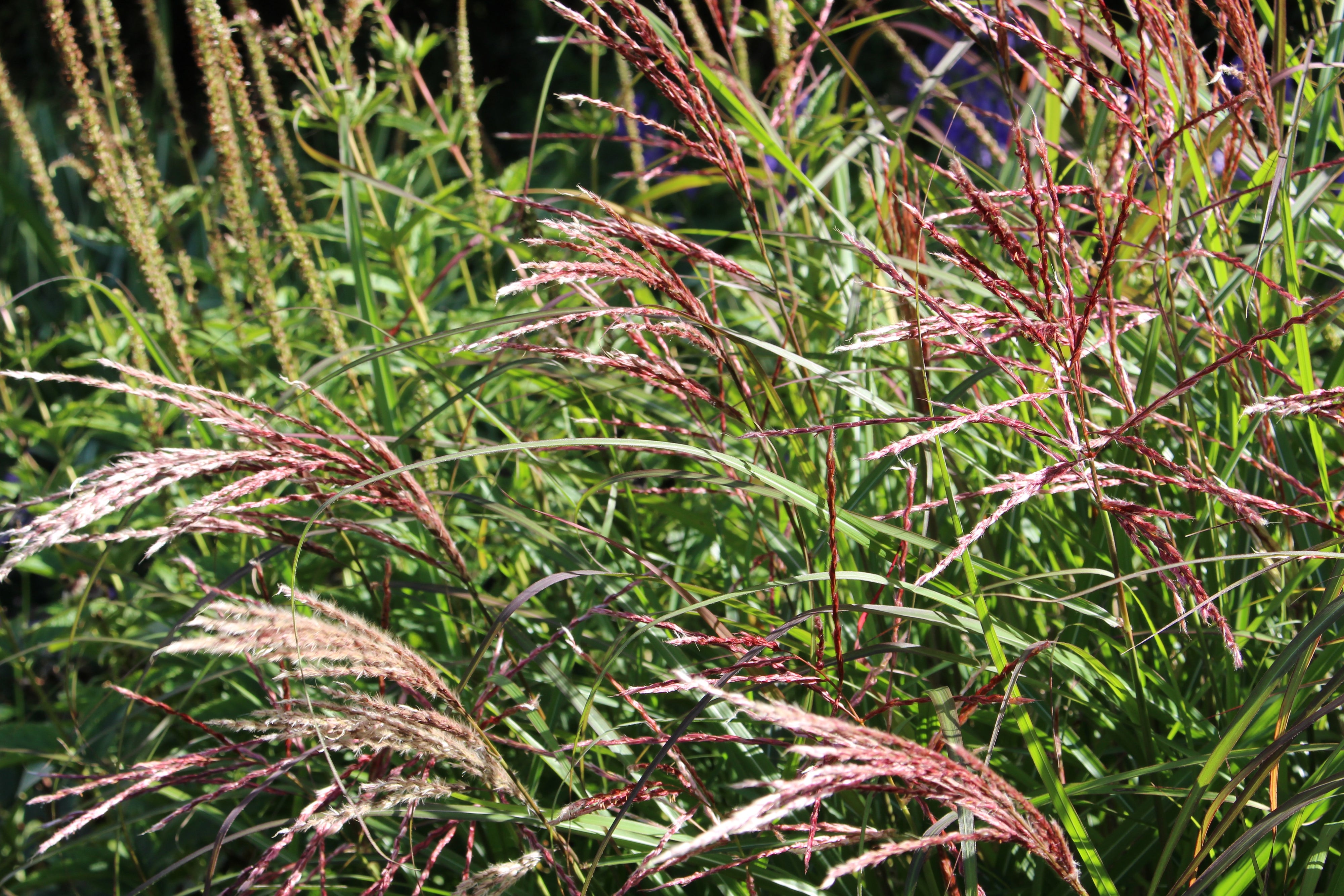 Miscanthus sinensis 'Red Chief' – Ballyrobert Gardens