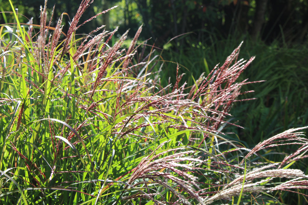 Miscanthus sinensis 'Red Chief' – Ballyrobert Gardens