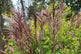 Miscanthus sinensis 'Red Chief' – Ballyrobert Gardens