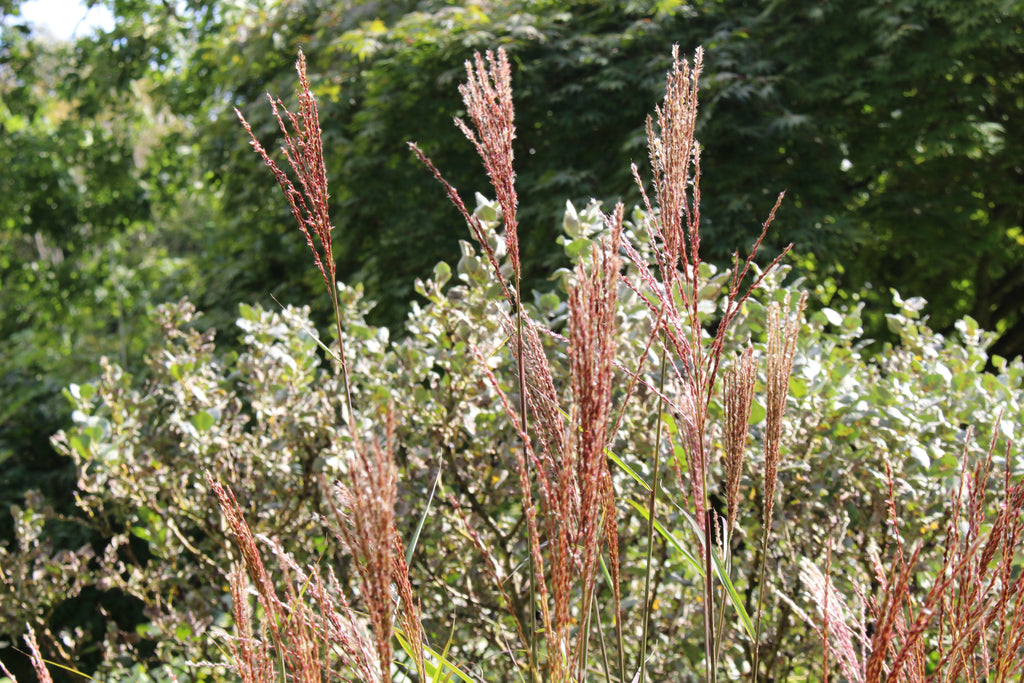 Miscanthus sinensis 'Red Chief' – Ballyrobert Gardens