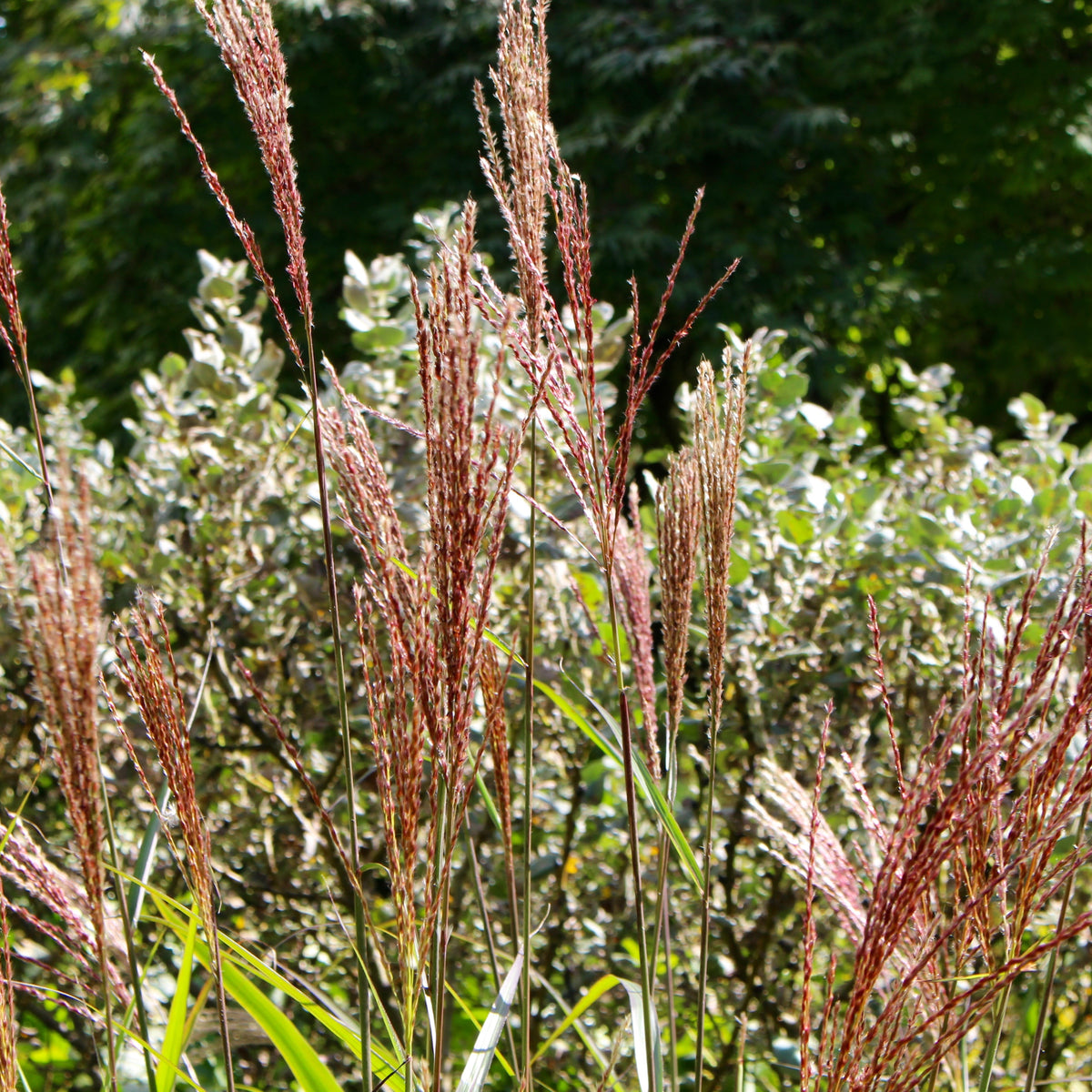 Miscanthus sinensis 'Red Chief' – Ballyrobert Gardens