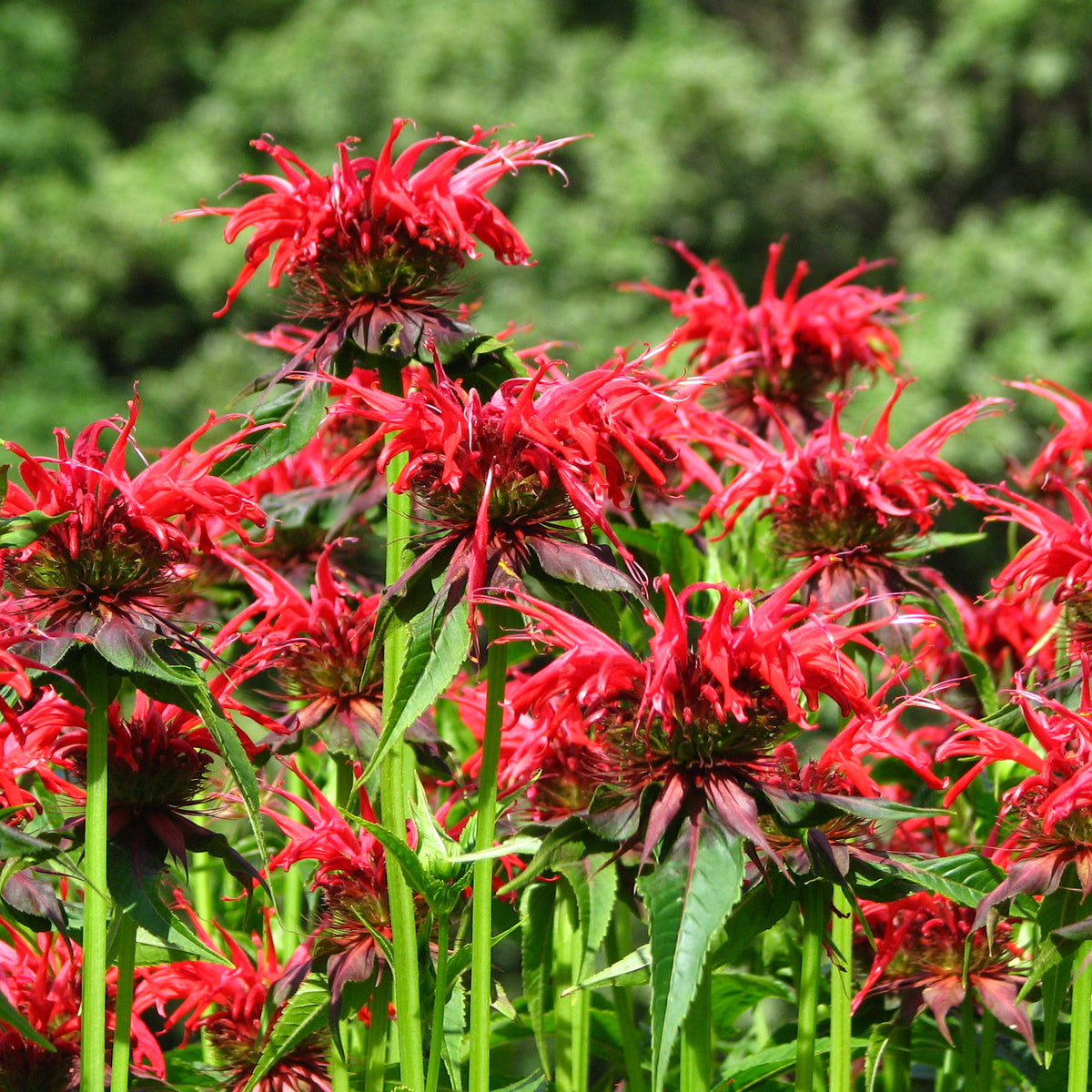 Monarda 'Oneida' – Ballyrobert Gardens