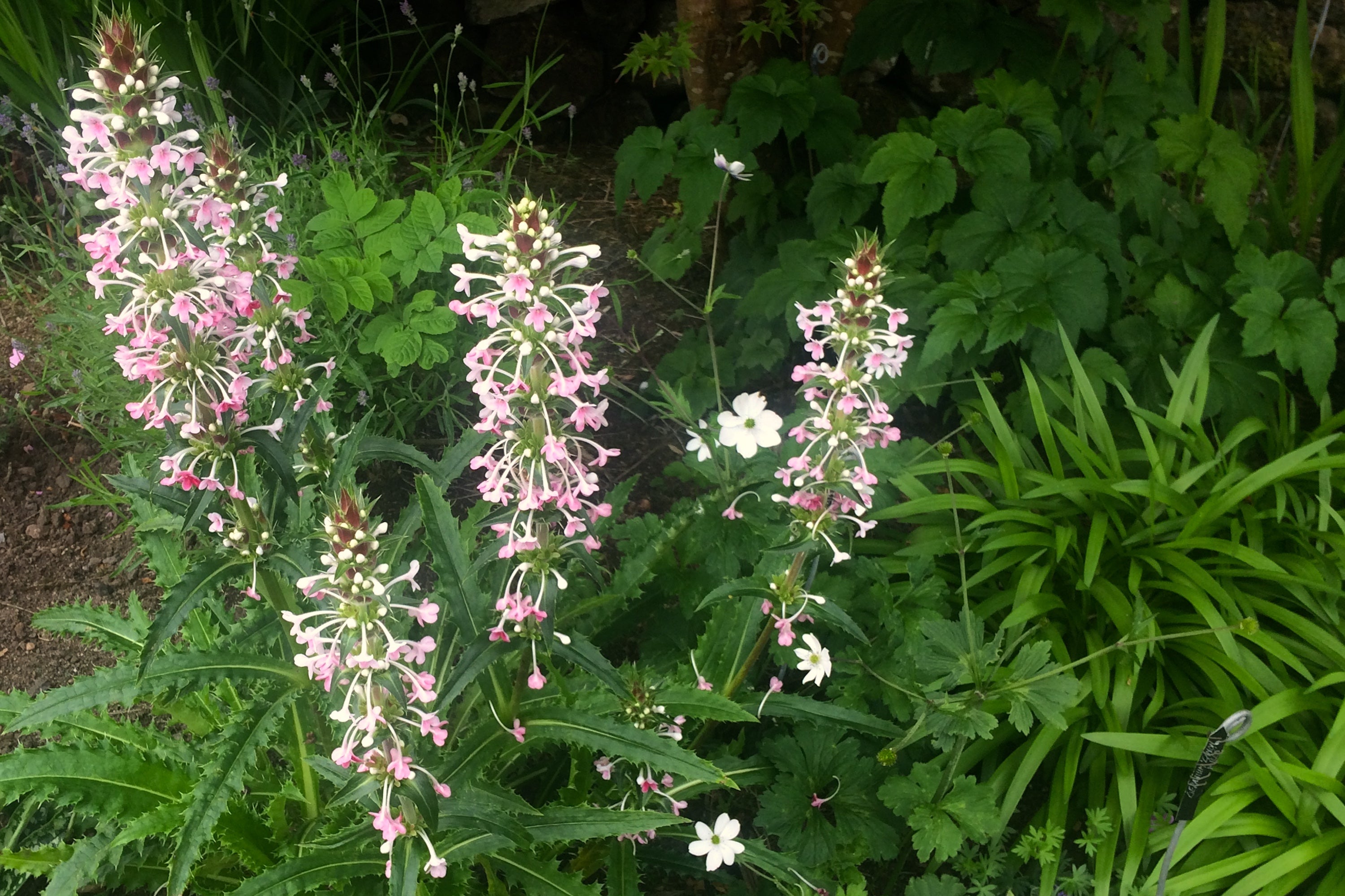 Morina longifolia – Ballyrobert Gardens