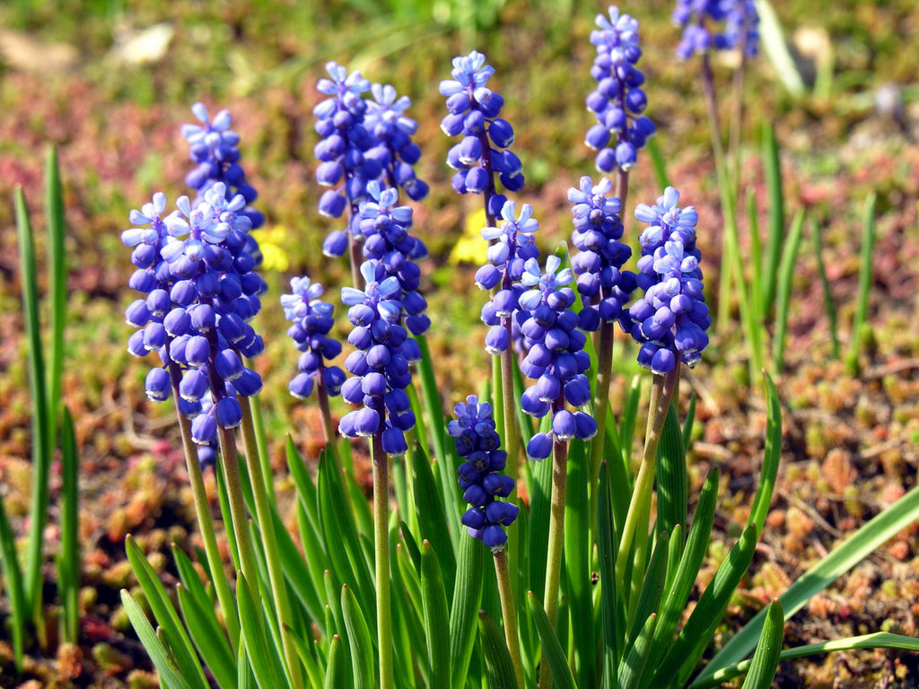 Muscari botryoides – Ballyrobert Gardens