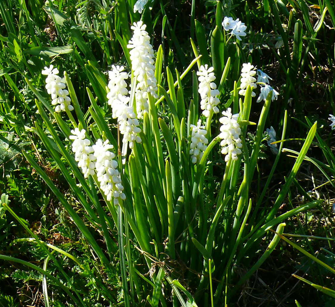 Muscari botryoides 'Album' – Ballyrobert Gardens