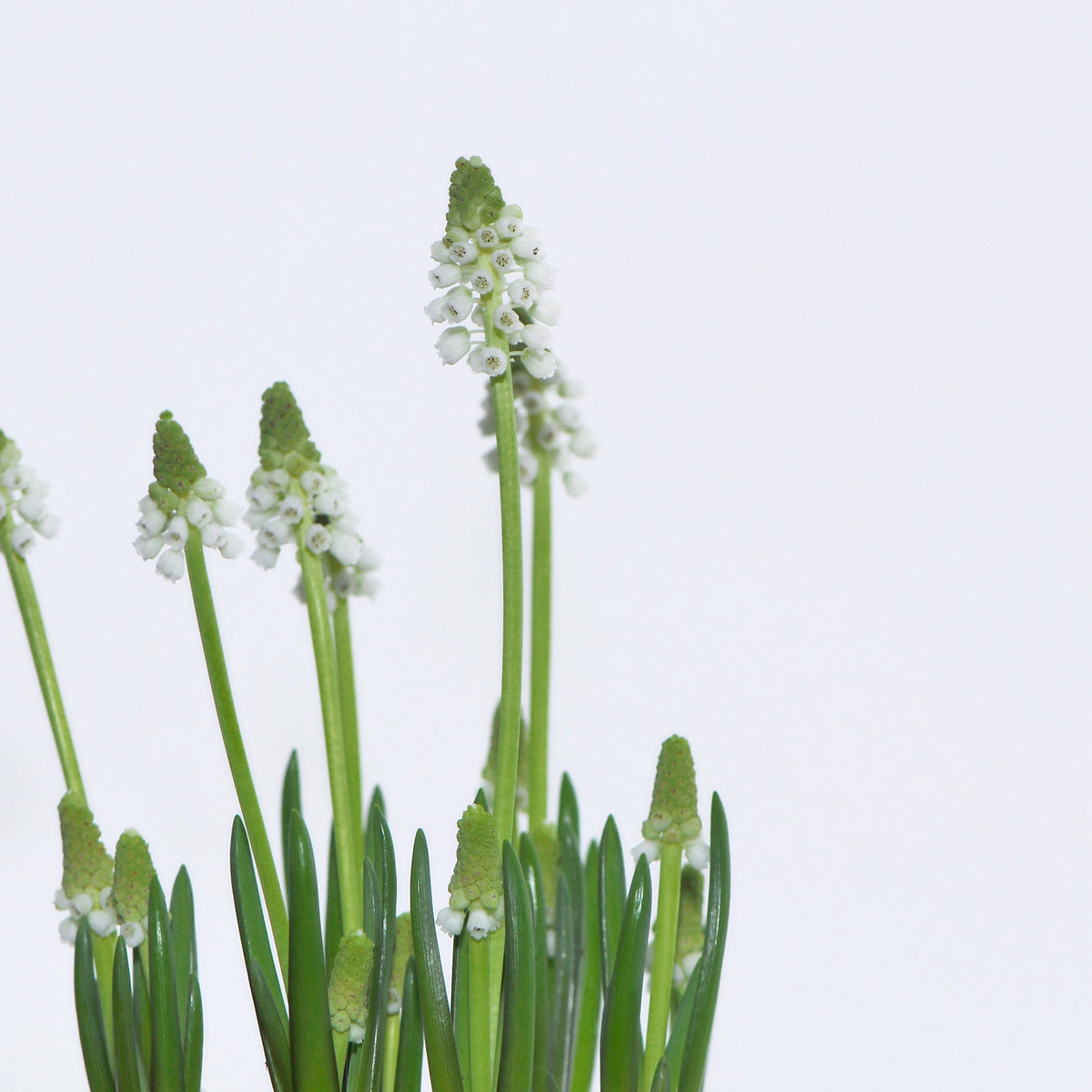 Muscari botryoides 'Album' – Ballyrobert Gardens