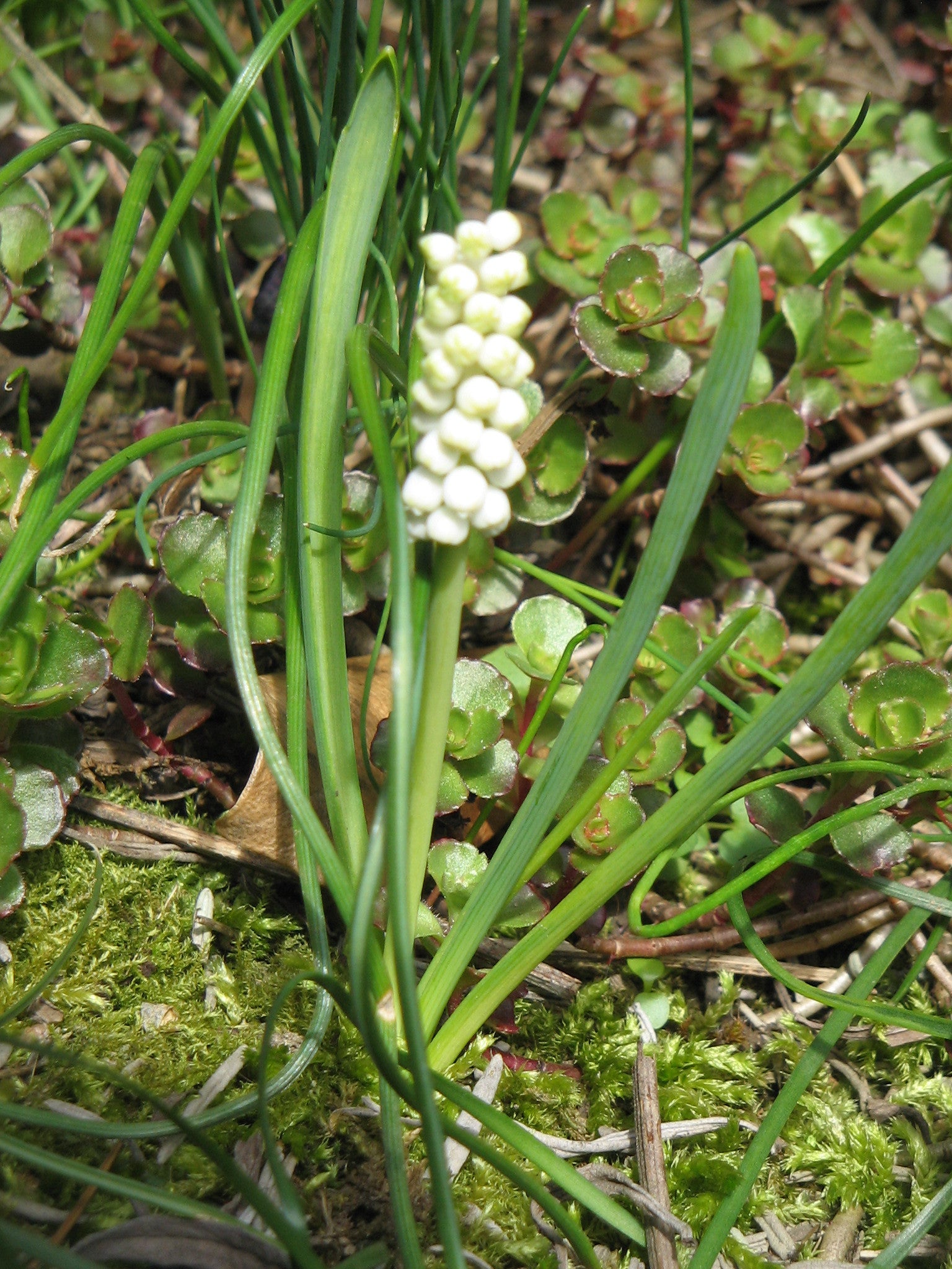 Muscari botryoides 'Album' – Ballyrobert Gardens