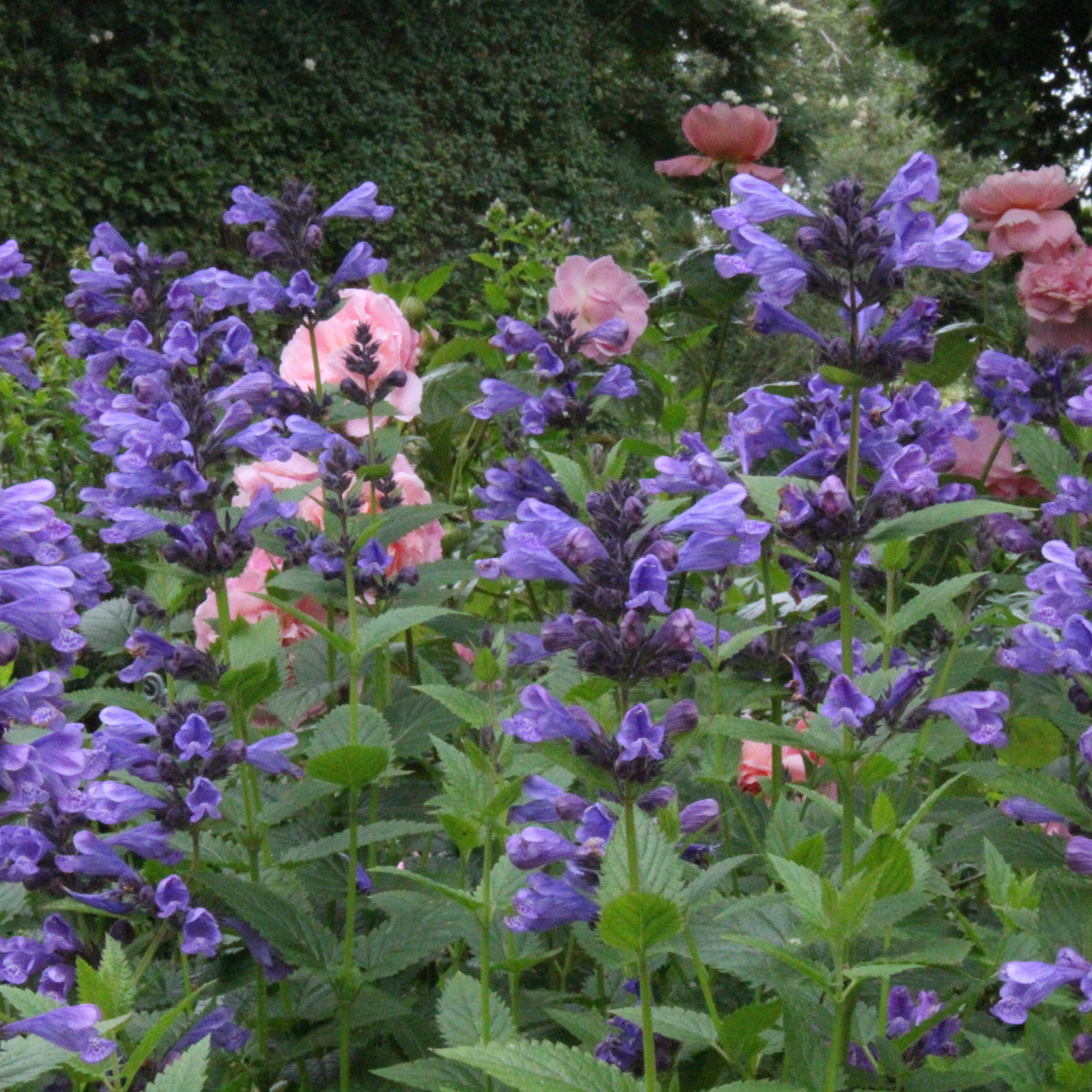Nepeta 'Blue Dragon' – Ballyrobert Gardens