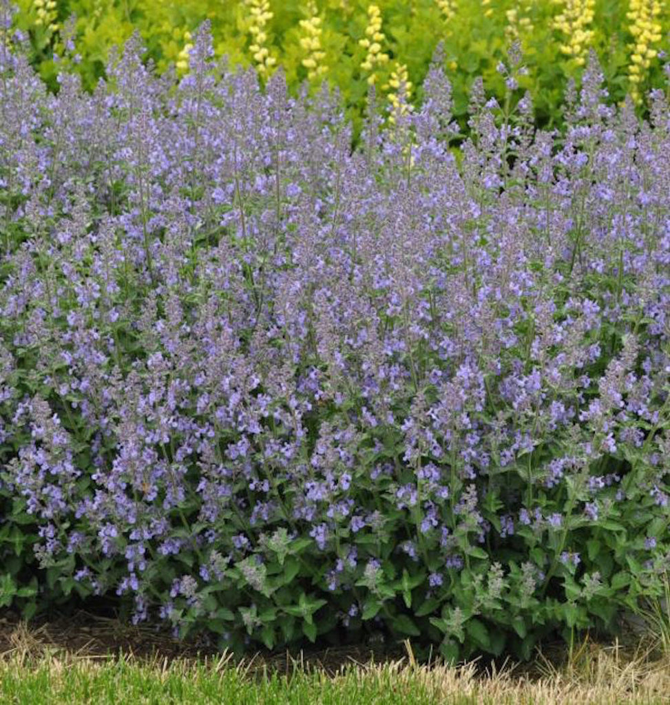 Nepeta JUNIOR WALKER 'Novanepjun' – Ballyrobert Gardens