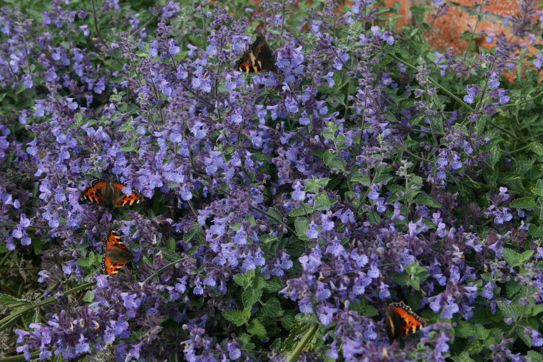 Nepeta x faassenii 'Kit Cat' – Ballyrobert Gardens