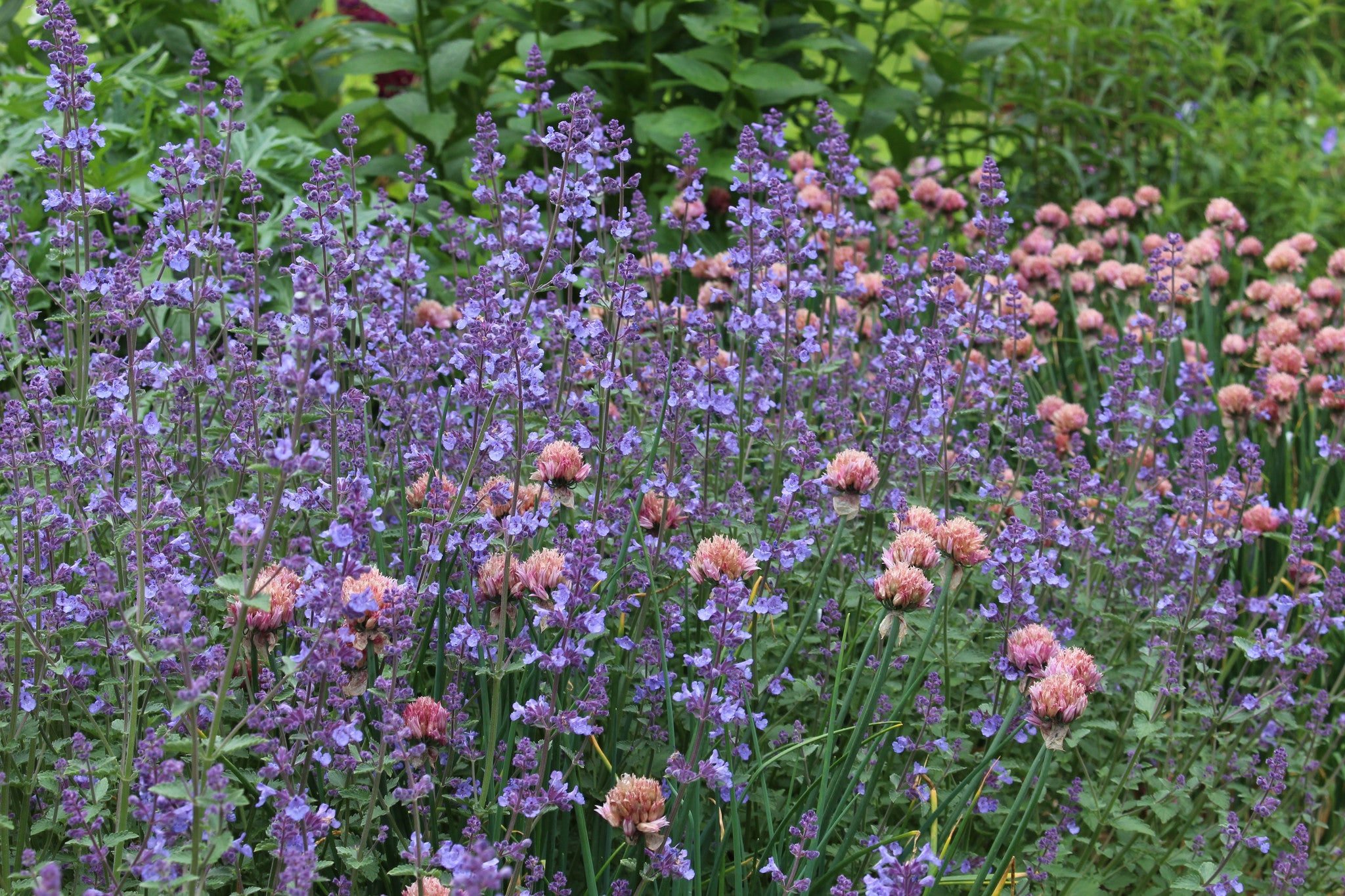 Nepeta x faassenii 'Kit Cat' – Ballyrobert Gardens