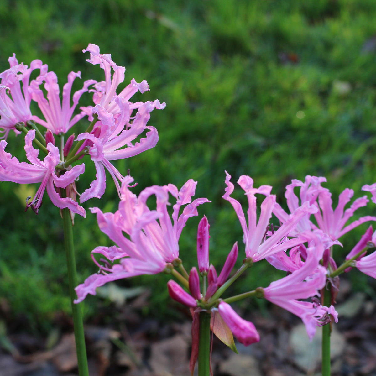 Nerine 'Pink Triumph' – Ballyrobert Gardens