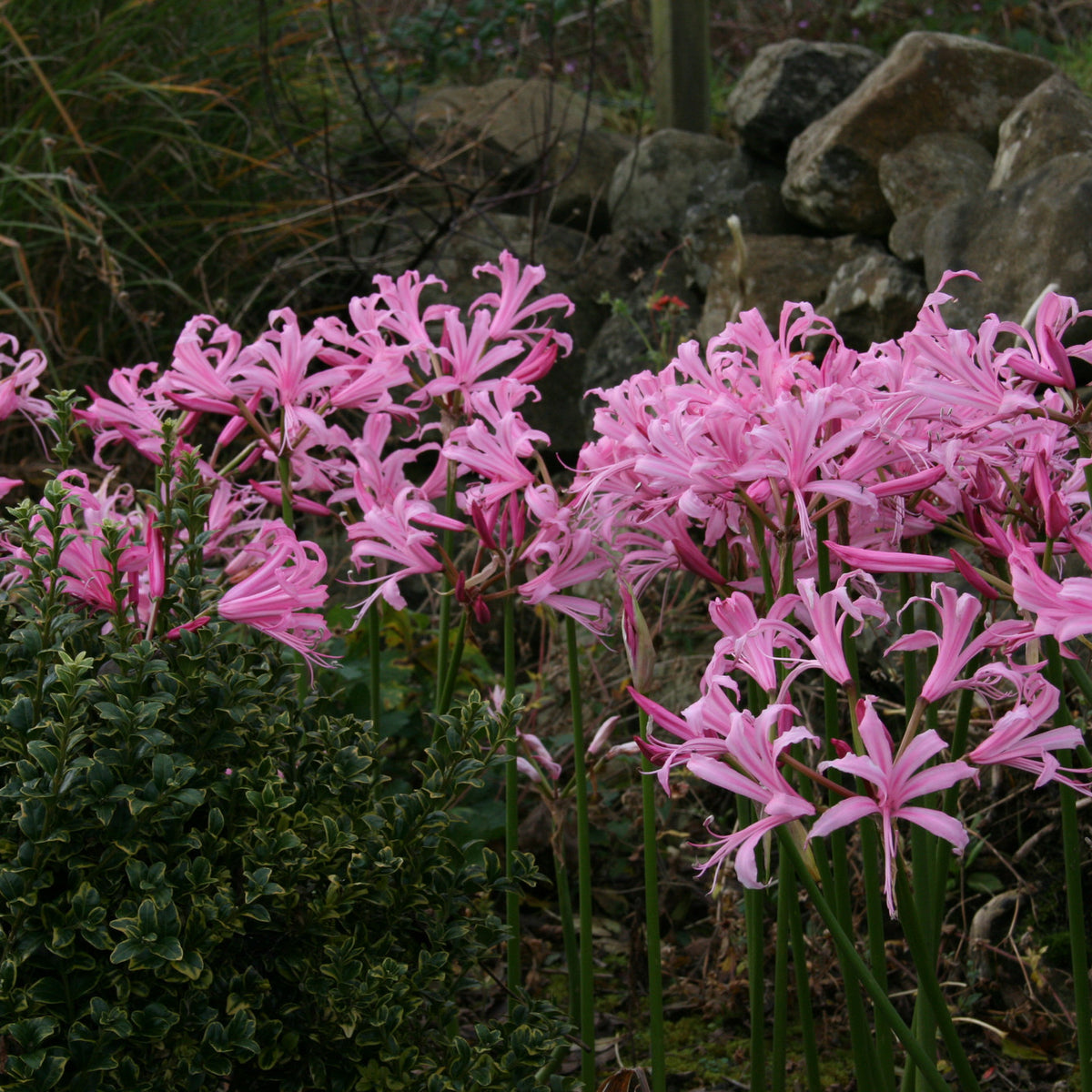 Nerine bowdenii – Ballyrobert Gardens