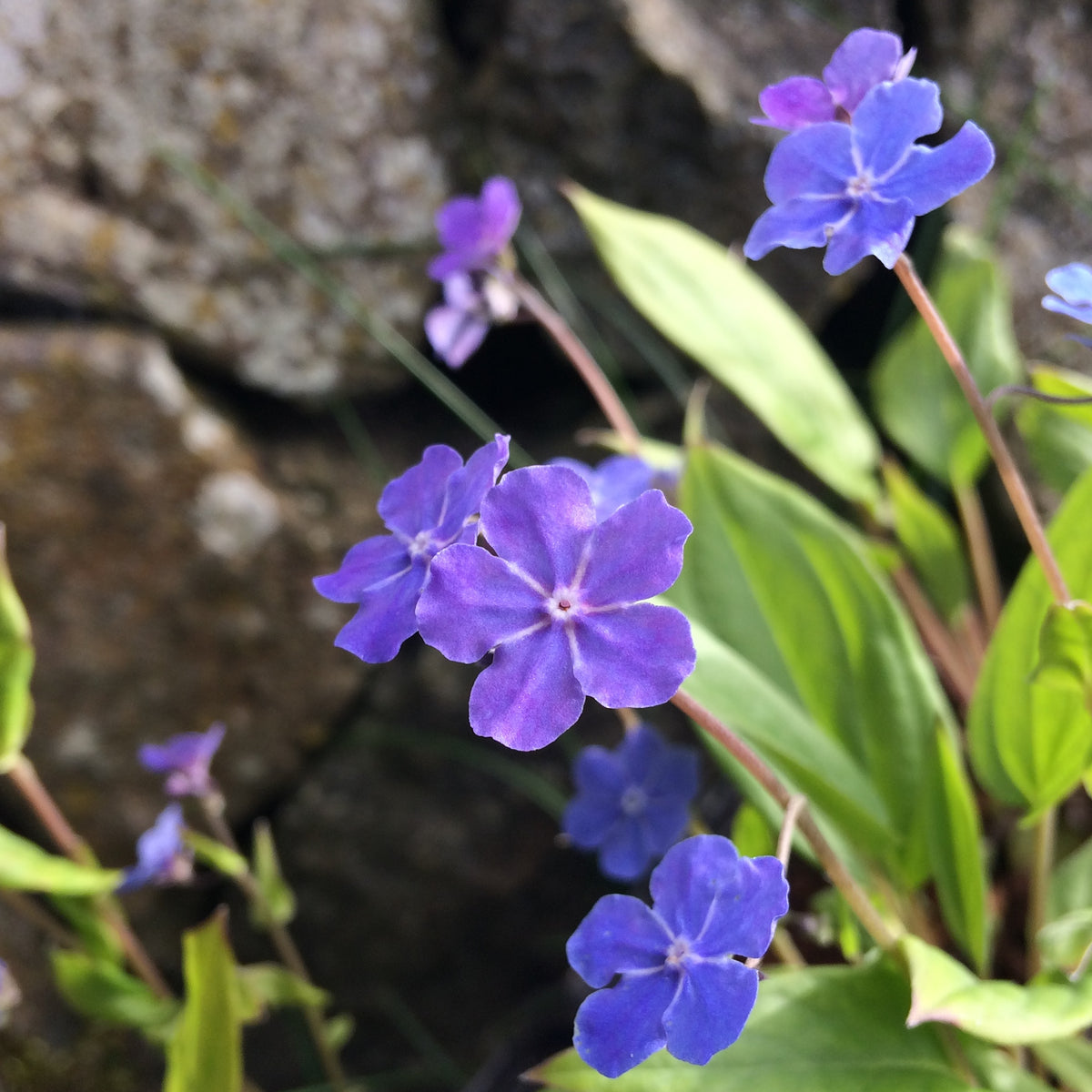 Omphalodes cappadocica 'Cherry Ingram' – Ballyrobert Gardens