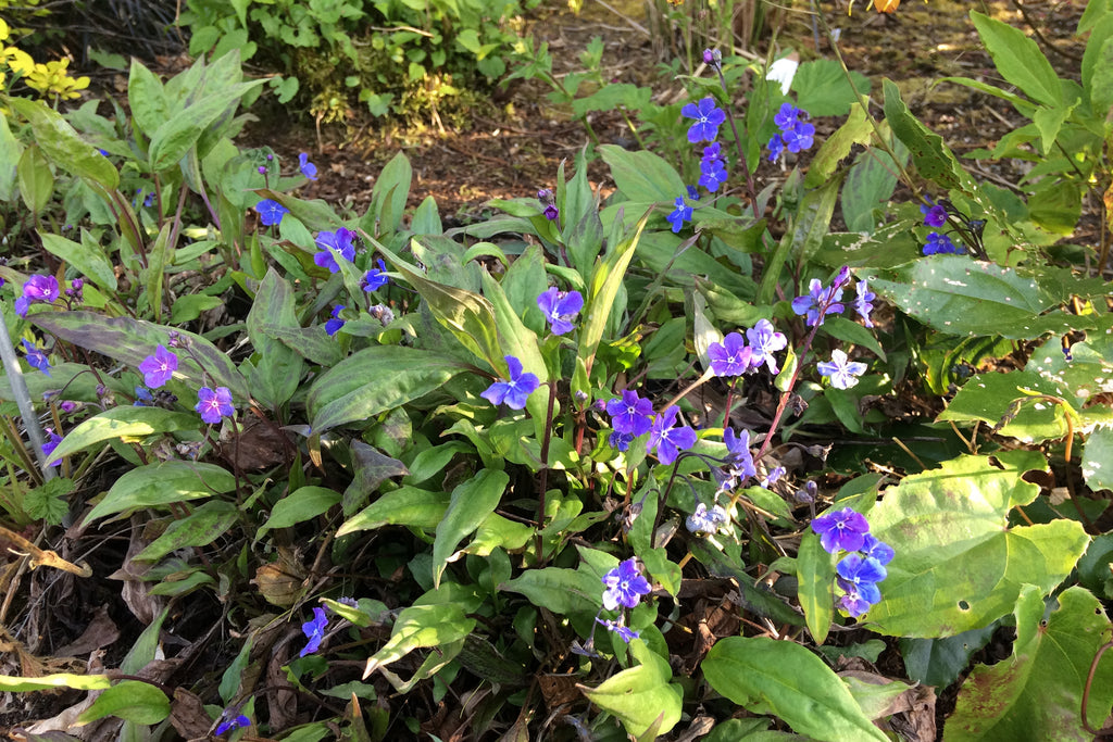Omphalodes cappadocica 'Cherry Ingram' – Ballyrobert Gardens