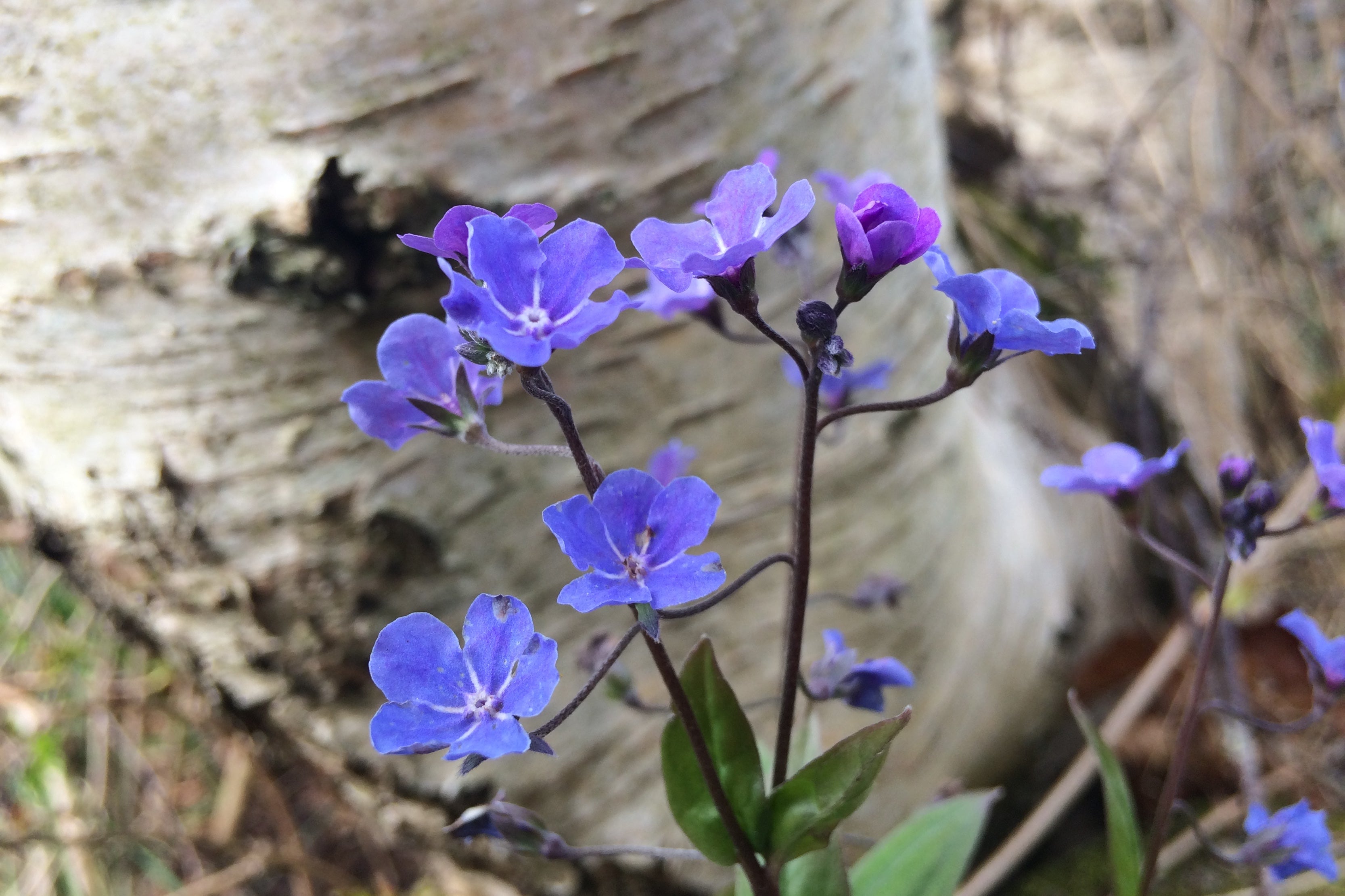 Omphalodes cappadocica 'Parisian Skies' – Ballyrobert Gardens