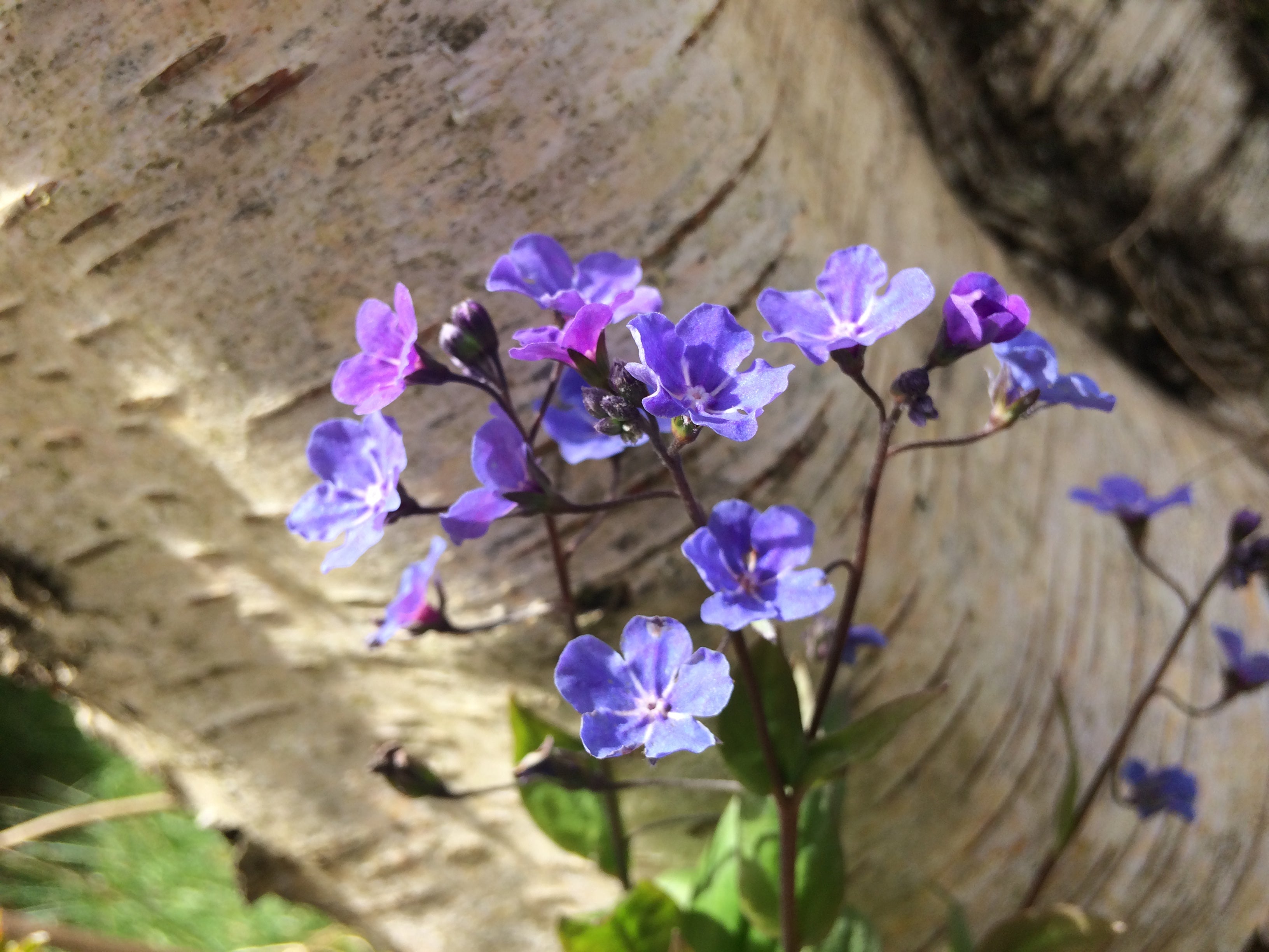 Omphalodes cappadocica 'Parisian Skies' – Ballyrobert Gardens