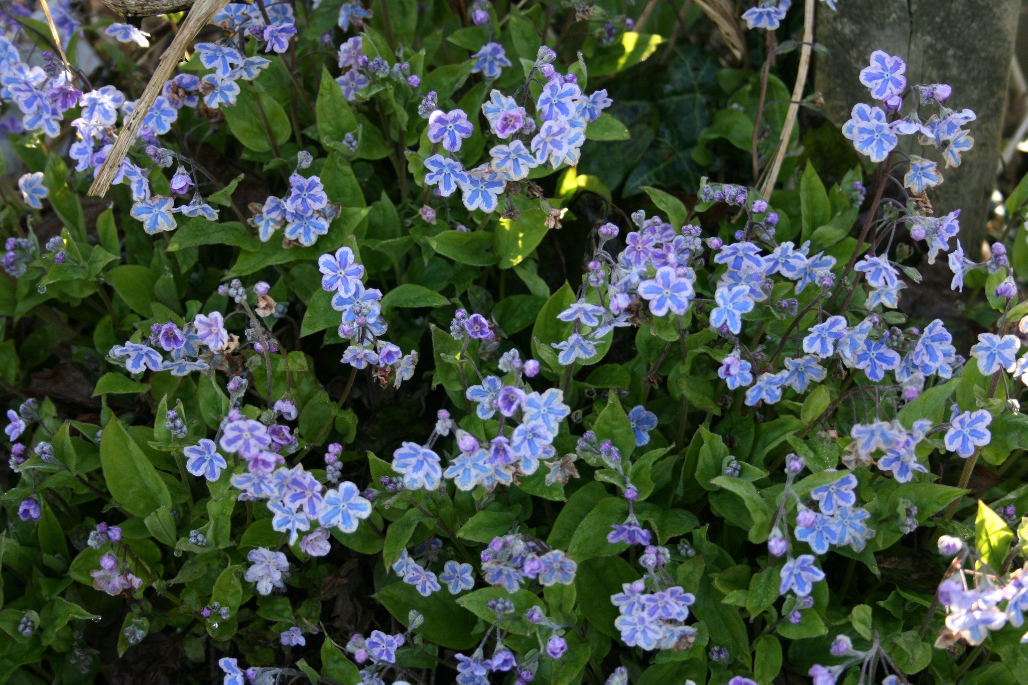 Omphalodes cappadocica 'Starry Eyes' – Ballyrobert Gardens