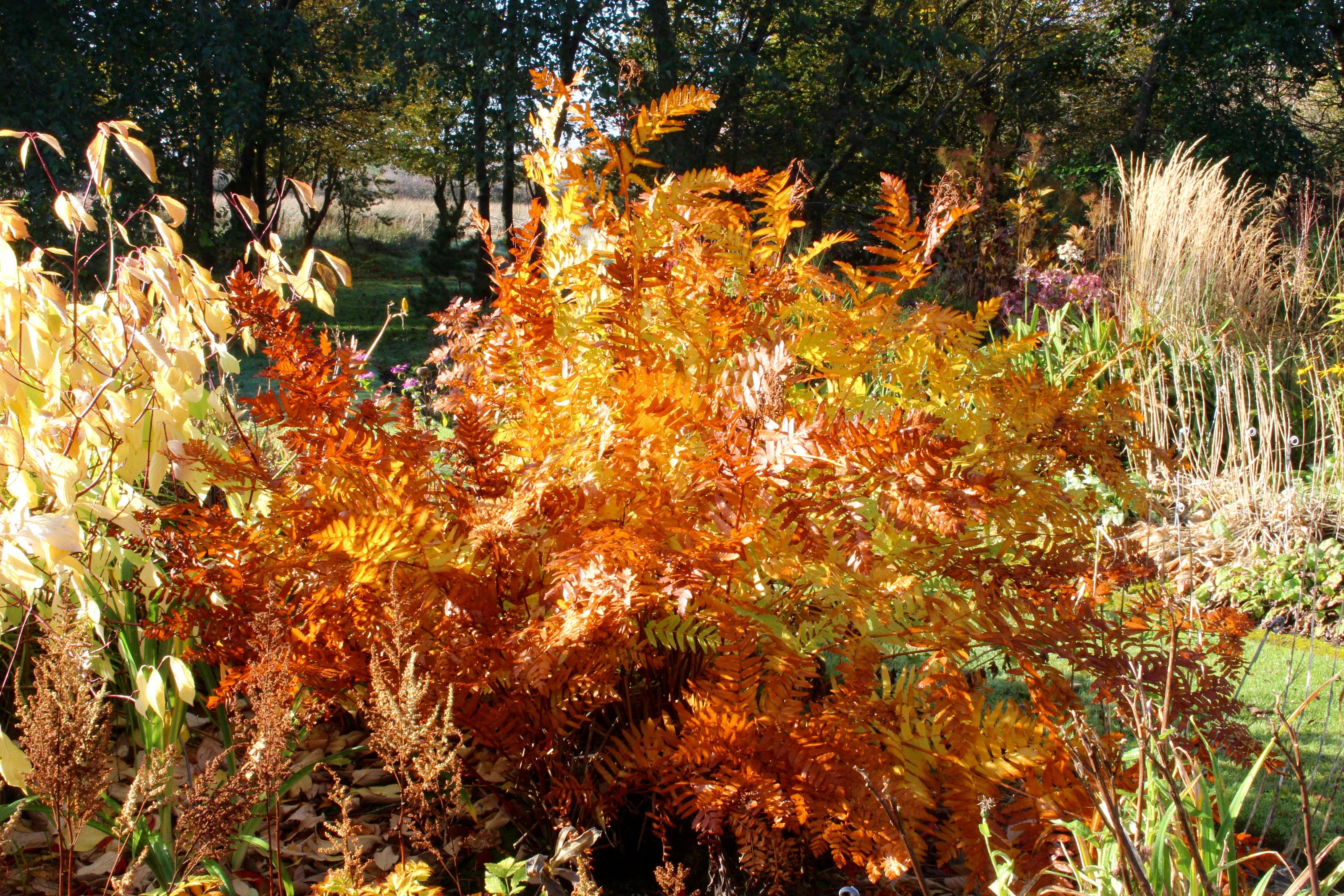 Osmunda regalis – Ballyrobert Gardens