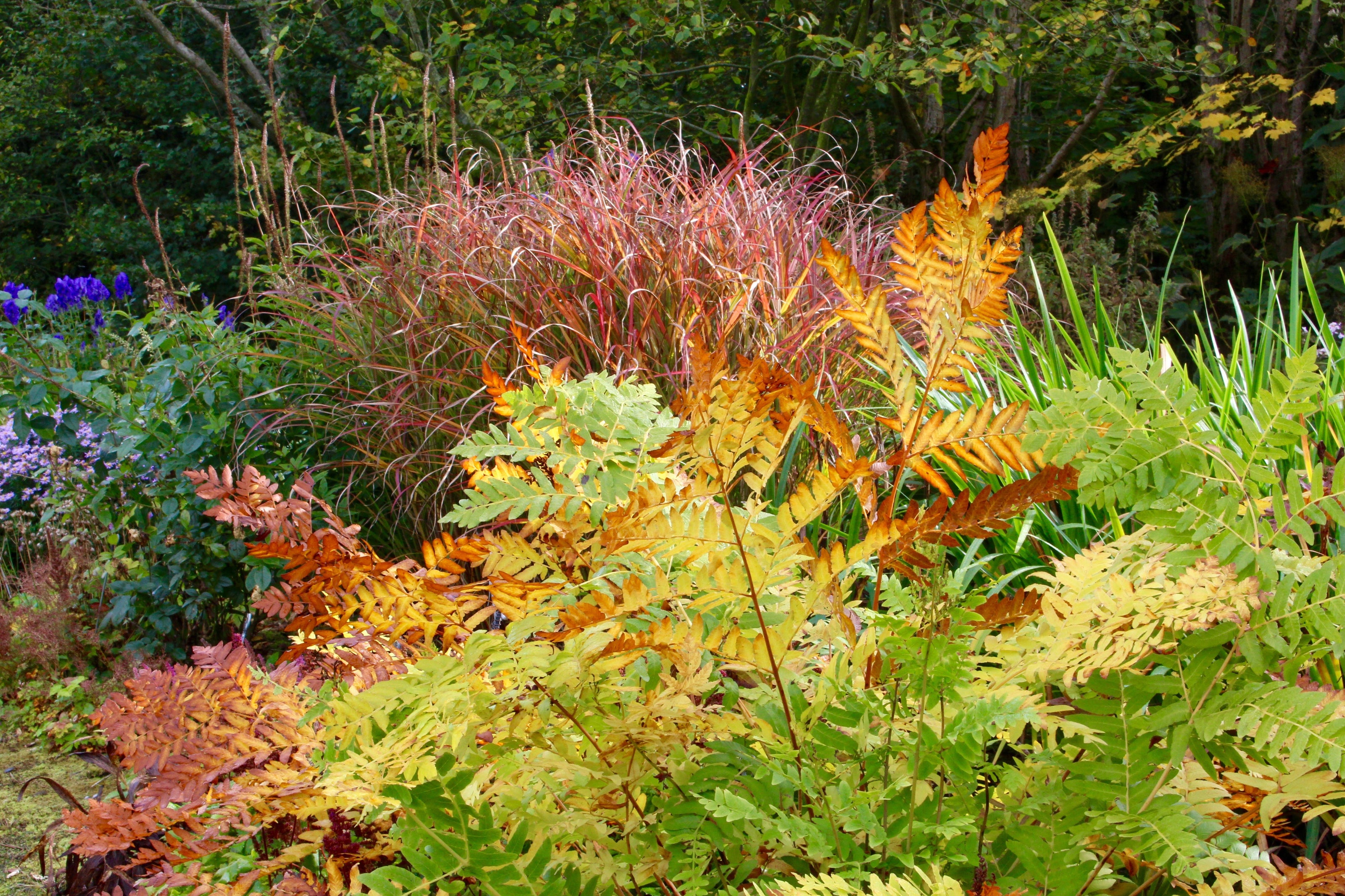 Osmunda regalis – Ballyrobert Gardens