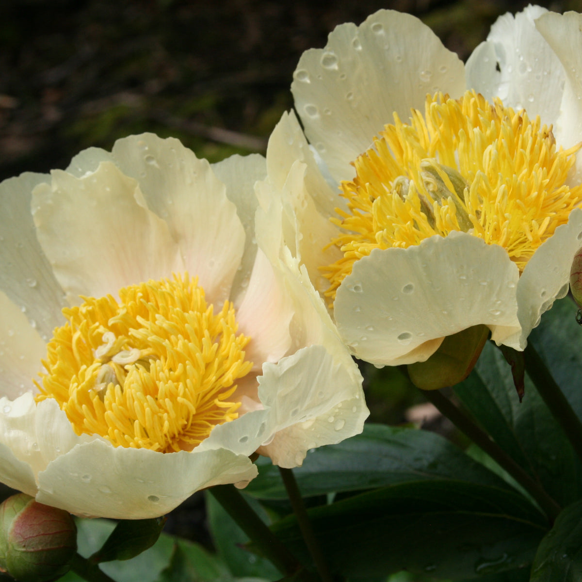 Paeonia 'Claire de Lune' – Ballyrobert Gardens
