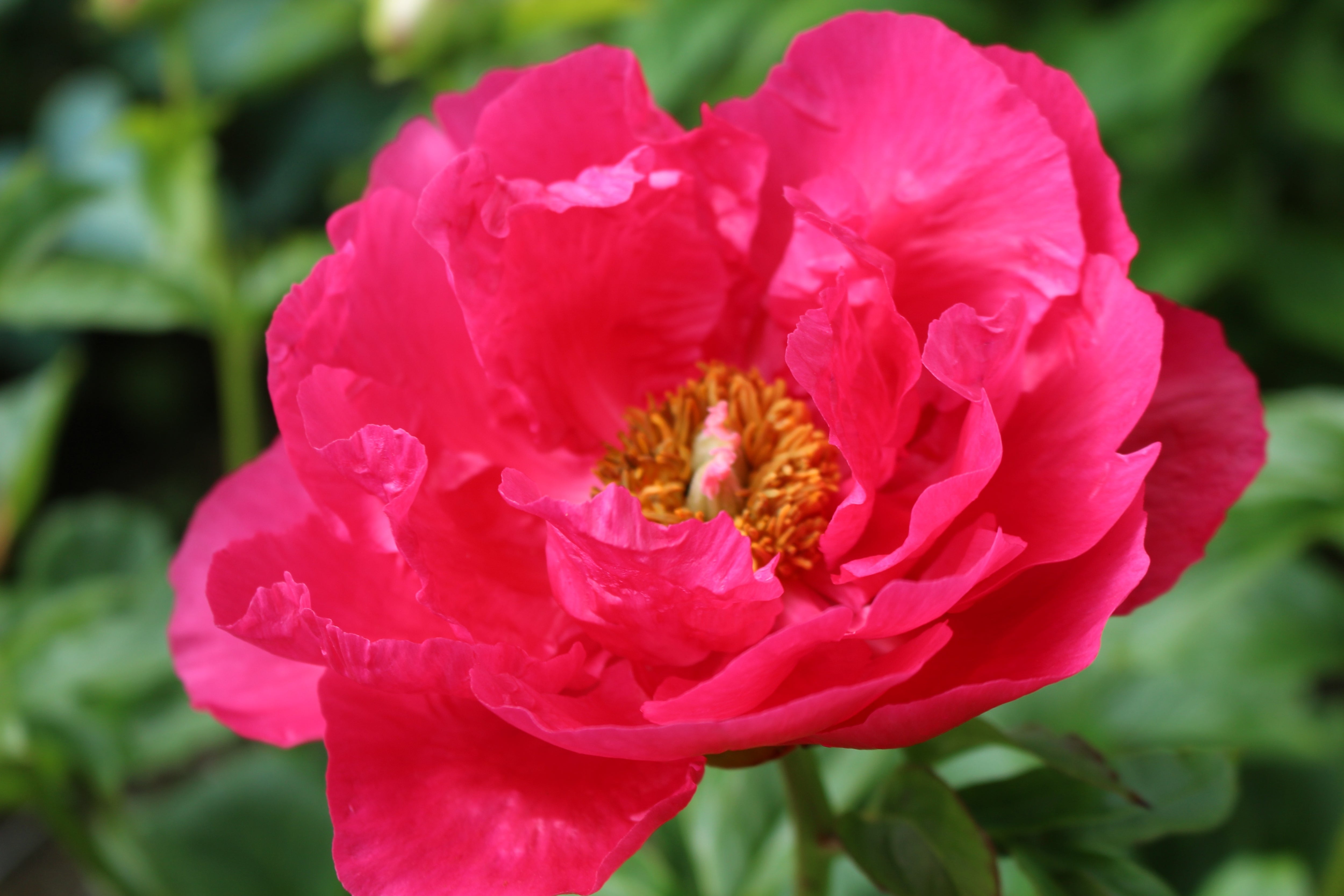 Paeonia 'Paula Fay' – Ballyrobert Gardens