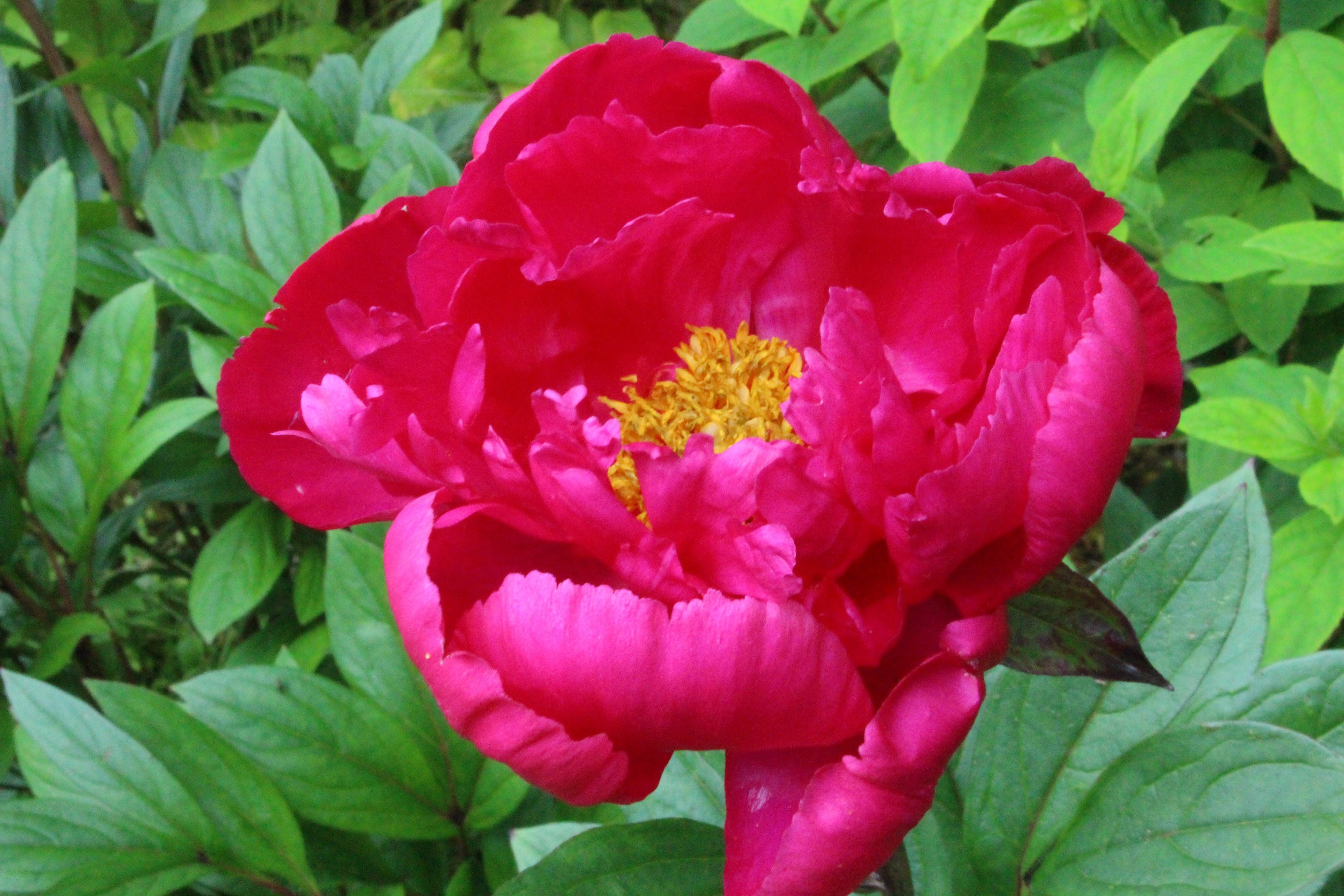Paeonia 'Paula Fay' – Ballyrobert Gardens