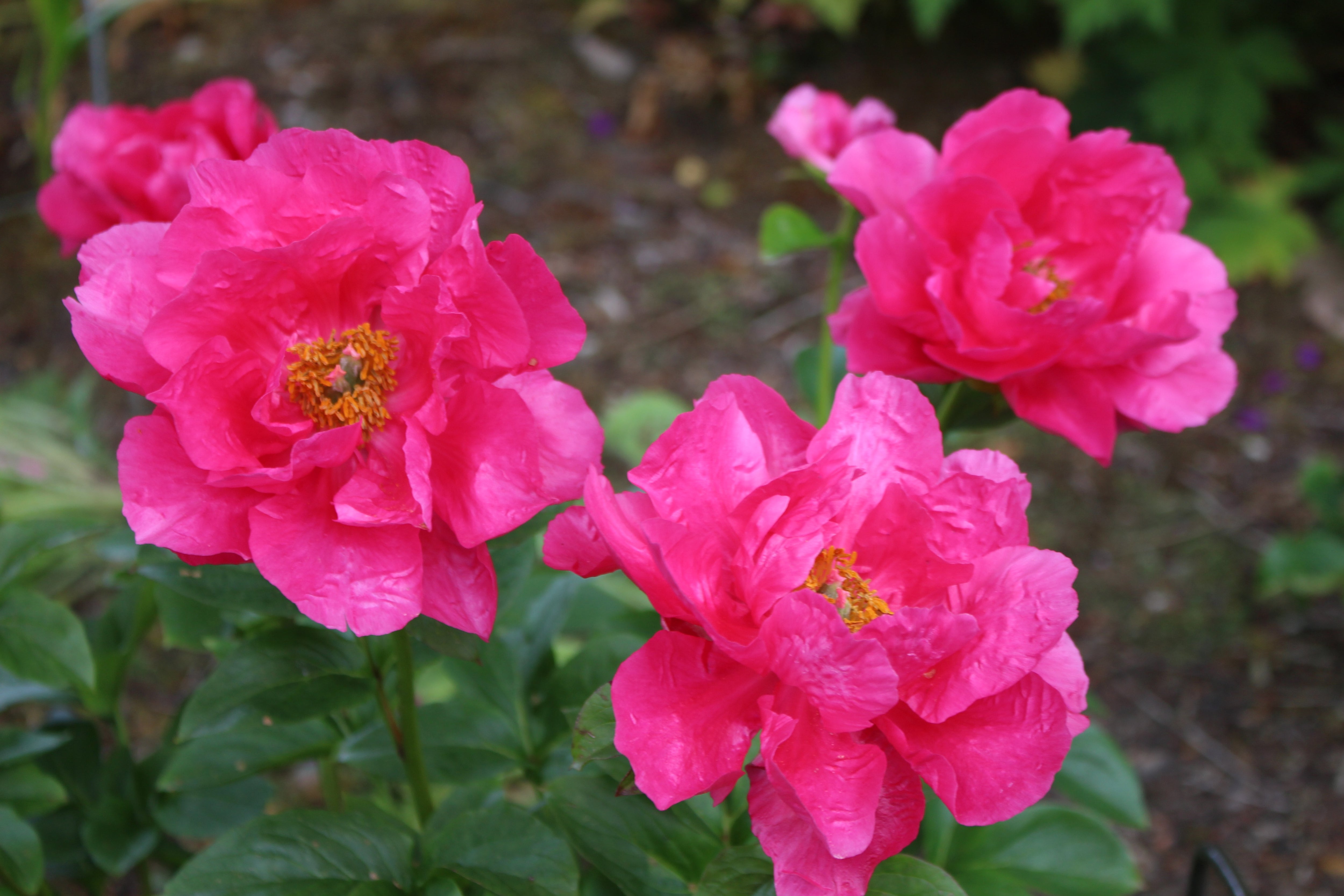 Paeonia 'Paula Fay' – Ballyrobert Gardens