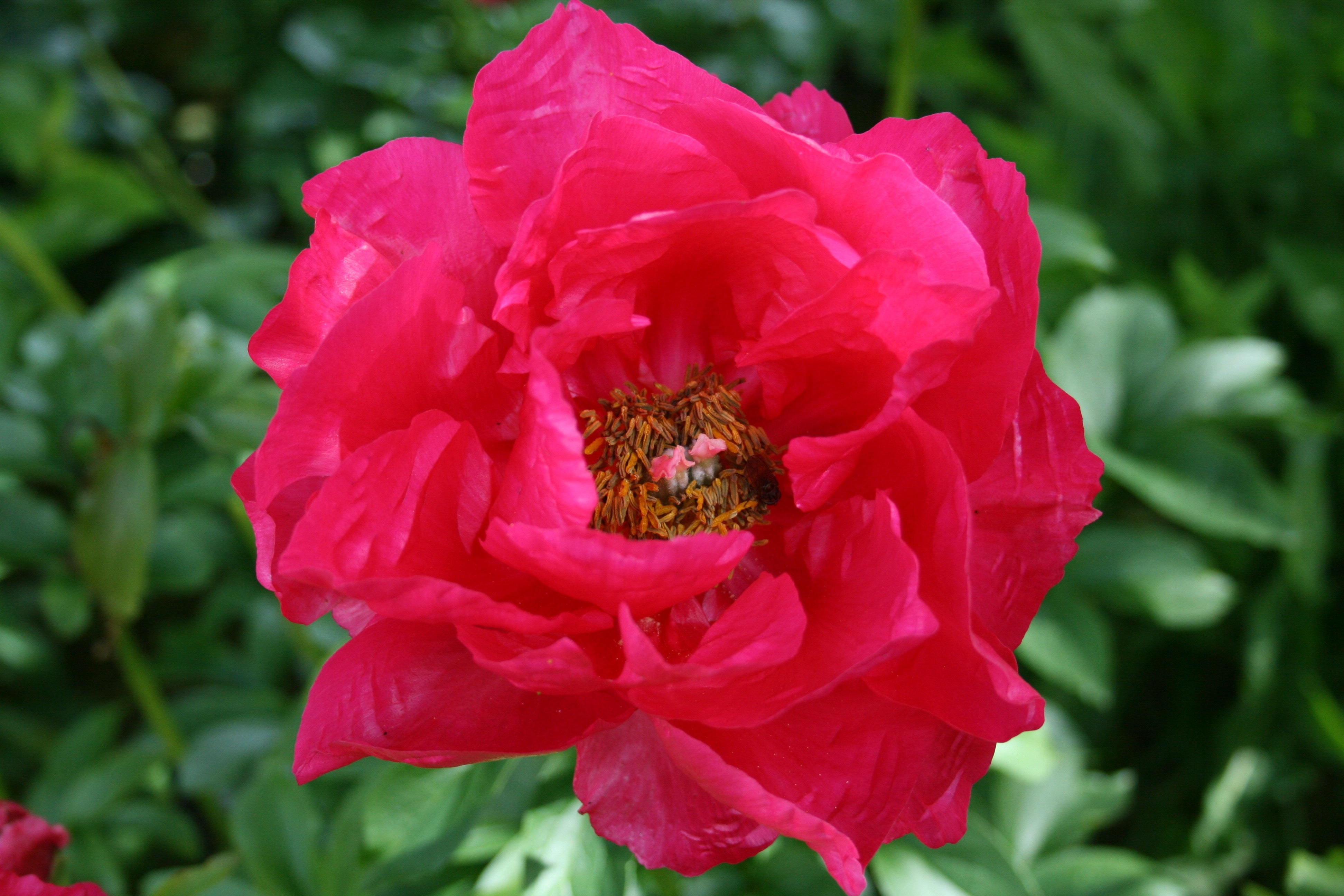 Paeonia 'Paula Fay' – Ballyrobert Gardens